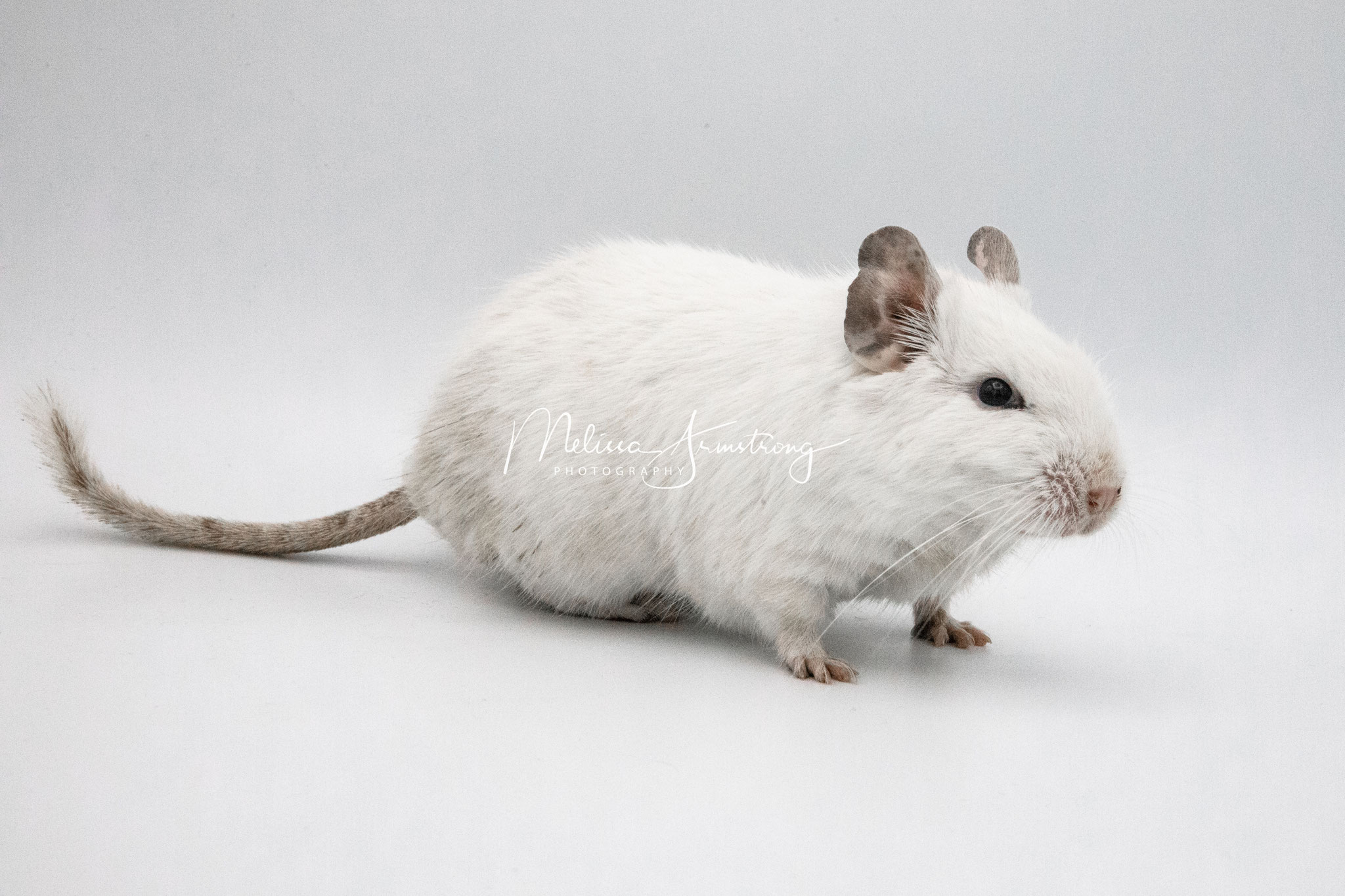 Degu Farben und Genetik - Deguzucht in Bayern