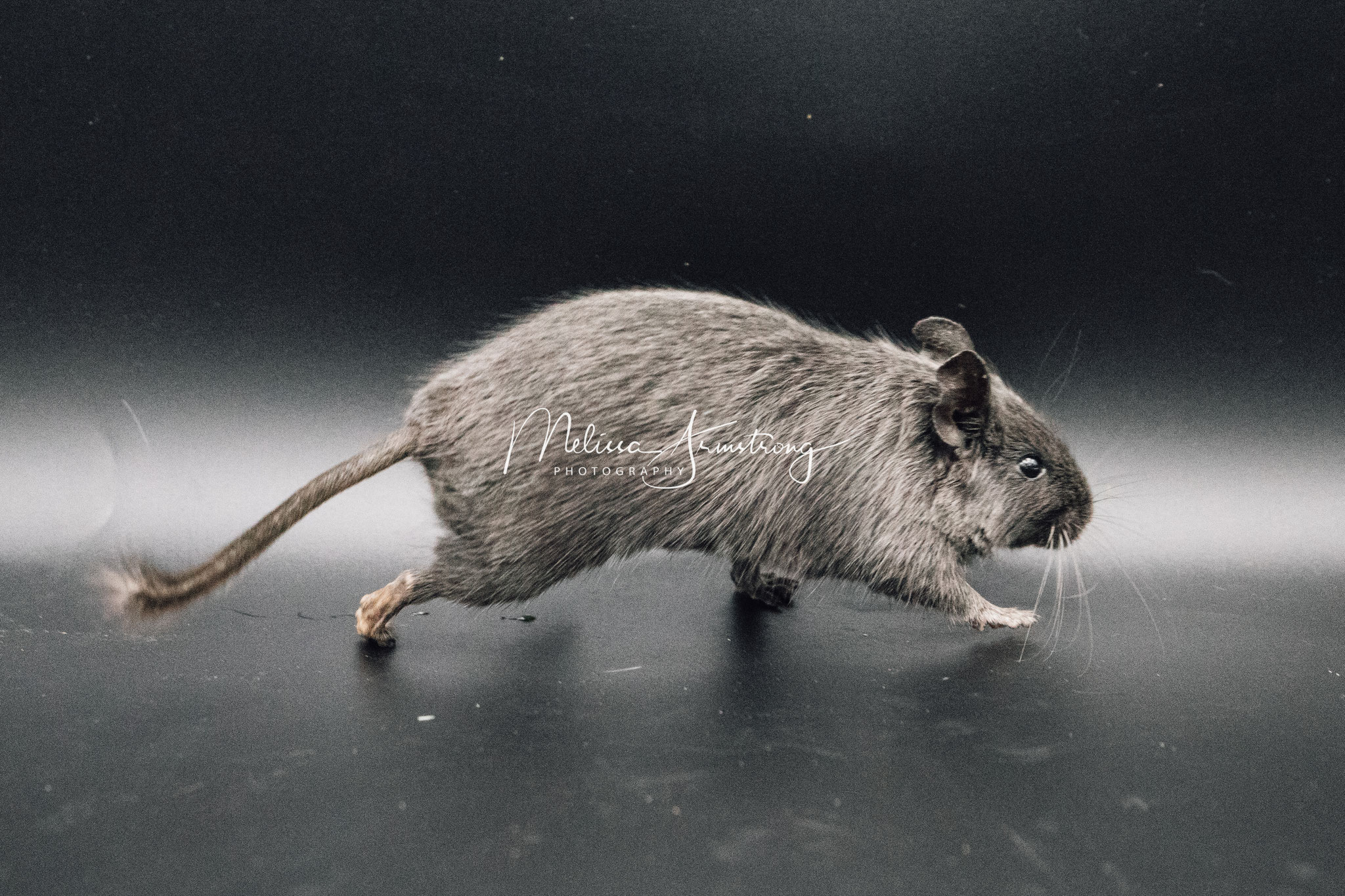 Degu Farben und Genetik - Deguzucht in Bayern