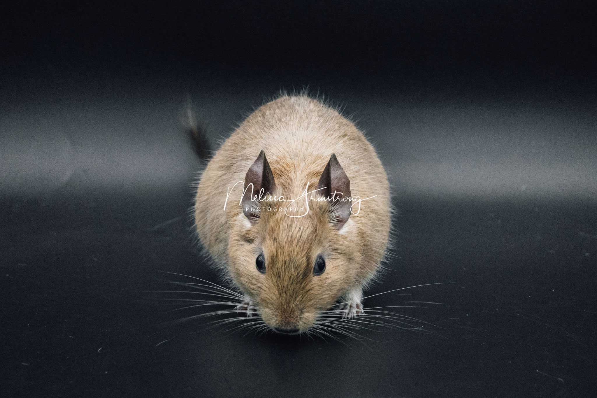 Degu Farben und Genetik - Deguzucht in Bayern