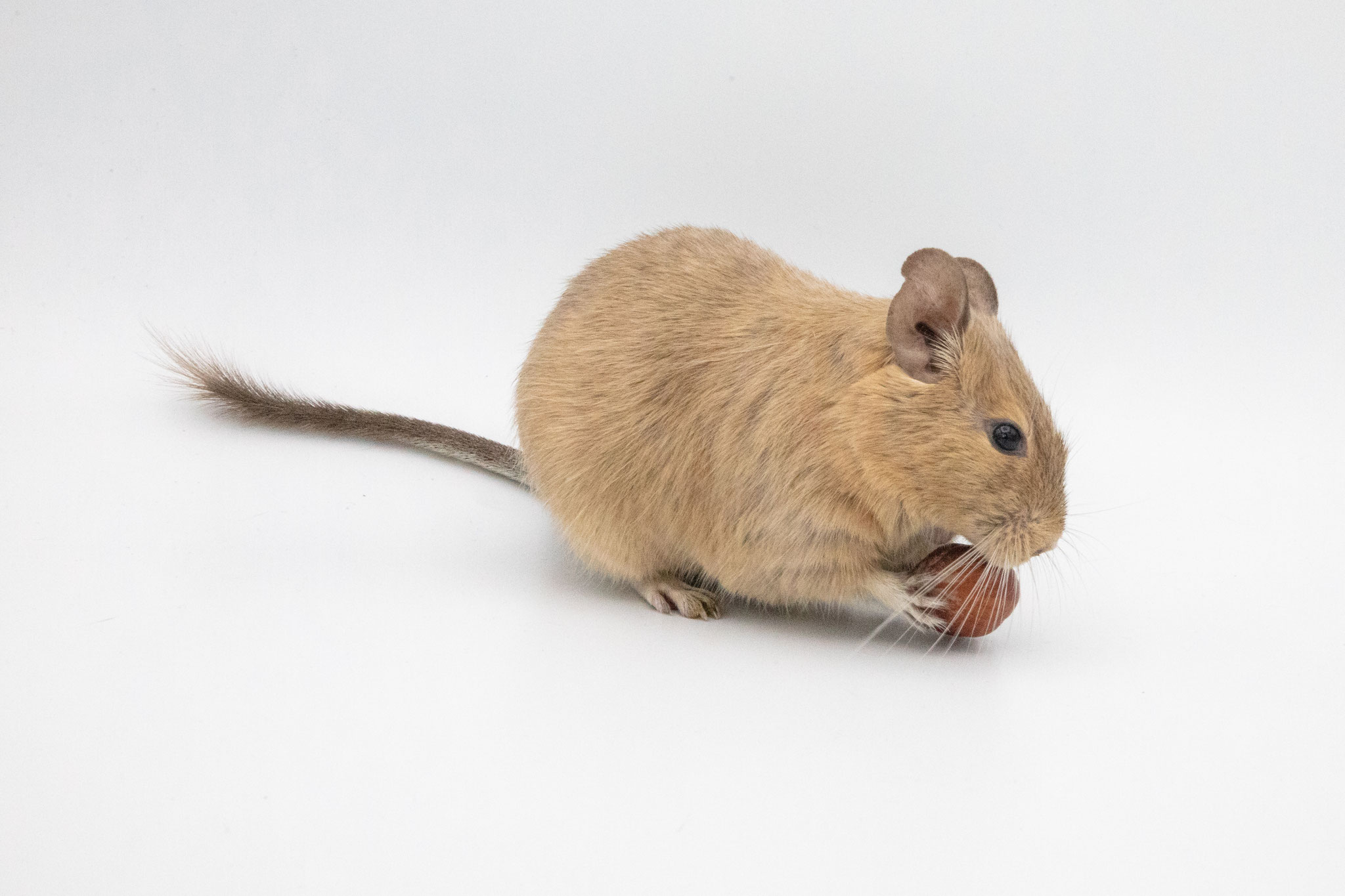 Degu Farben und Genetik - Deguzucht in Bayern