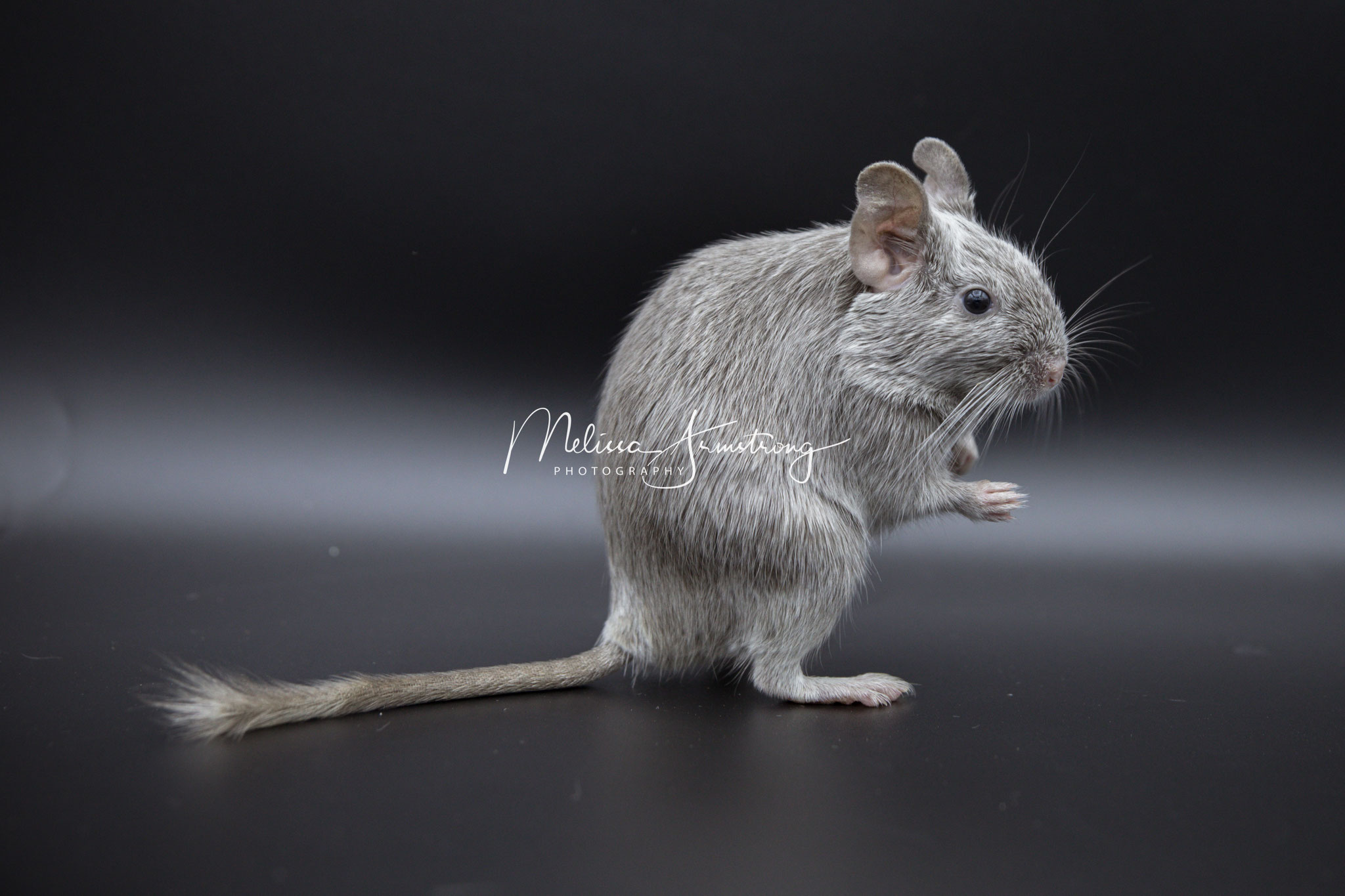 Degu Farben und Genetik - Deguzucht in Bayern