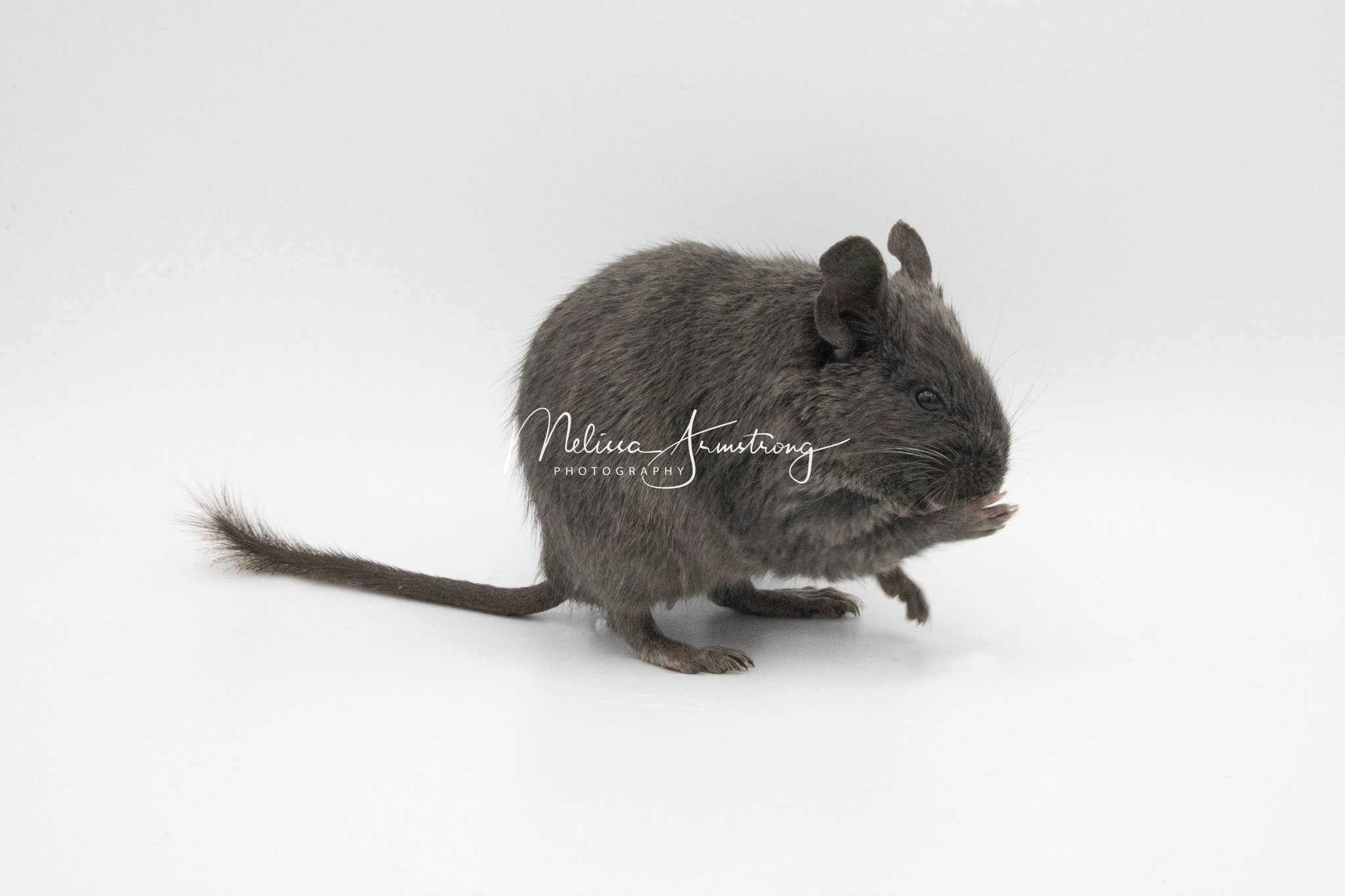 Degu Farben und Genetik - Dein-Degu.de | Degu Zucht Bayern