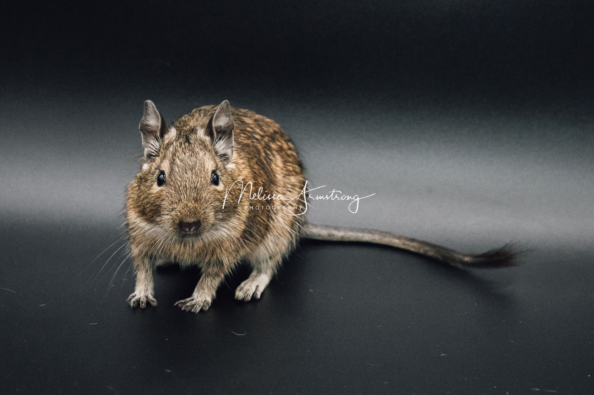 Degu Farben und Genetik - Deguzucht in Bayern