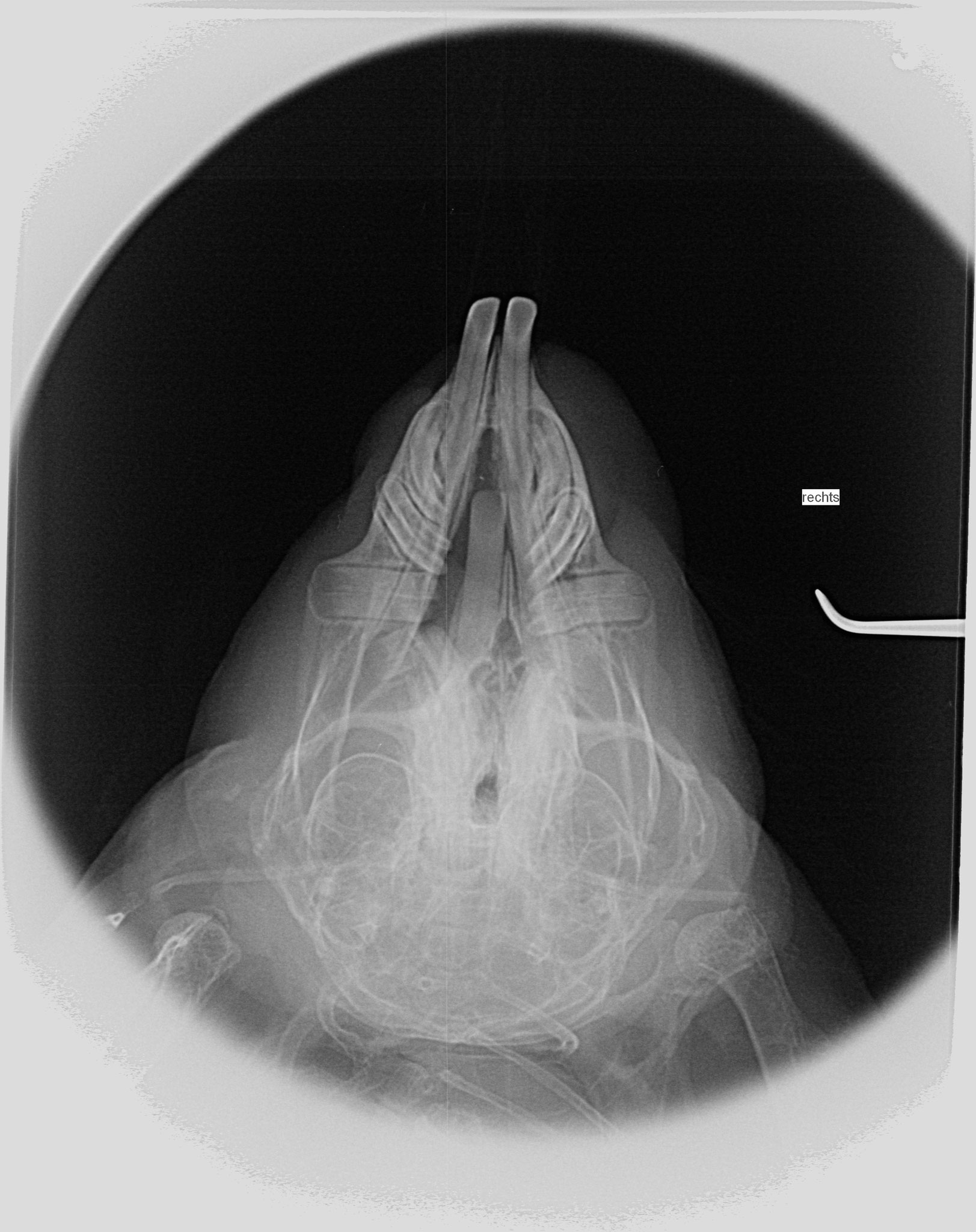 Degu Zahnprobleme - Deguzucht in Bayern