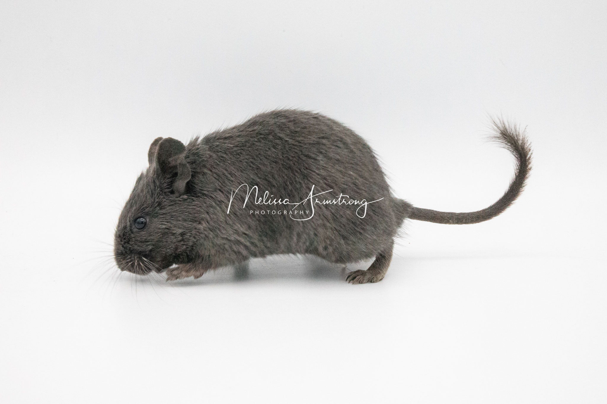 Degu Farben und Genetik - Deguzucht in Bayern