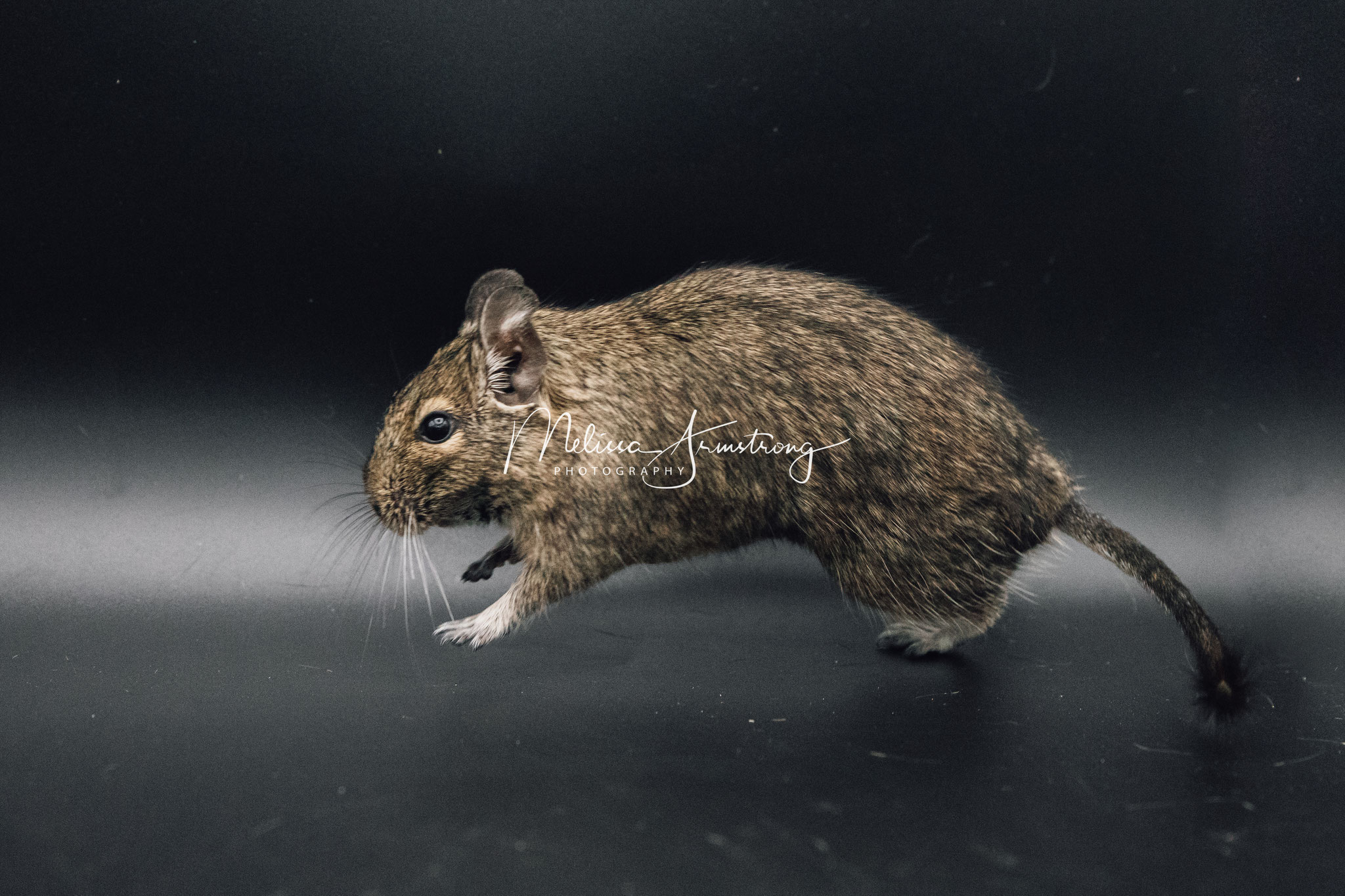 Degu Farben und Genetik - Deguzucht in Bayern