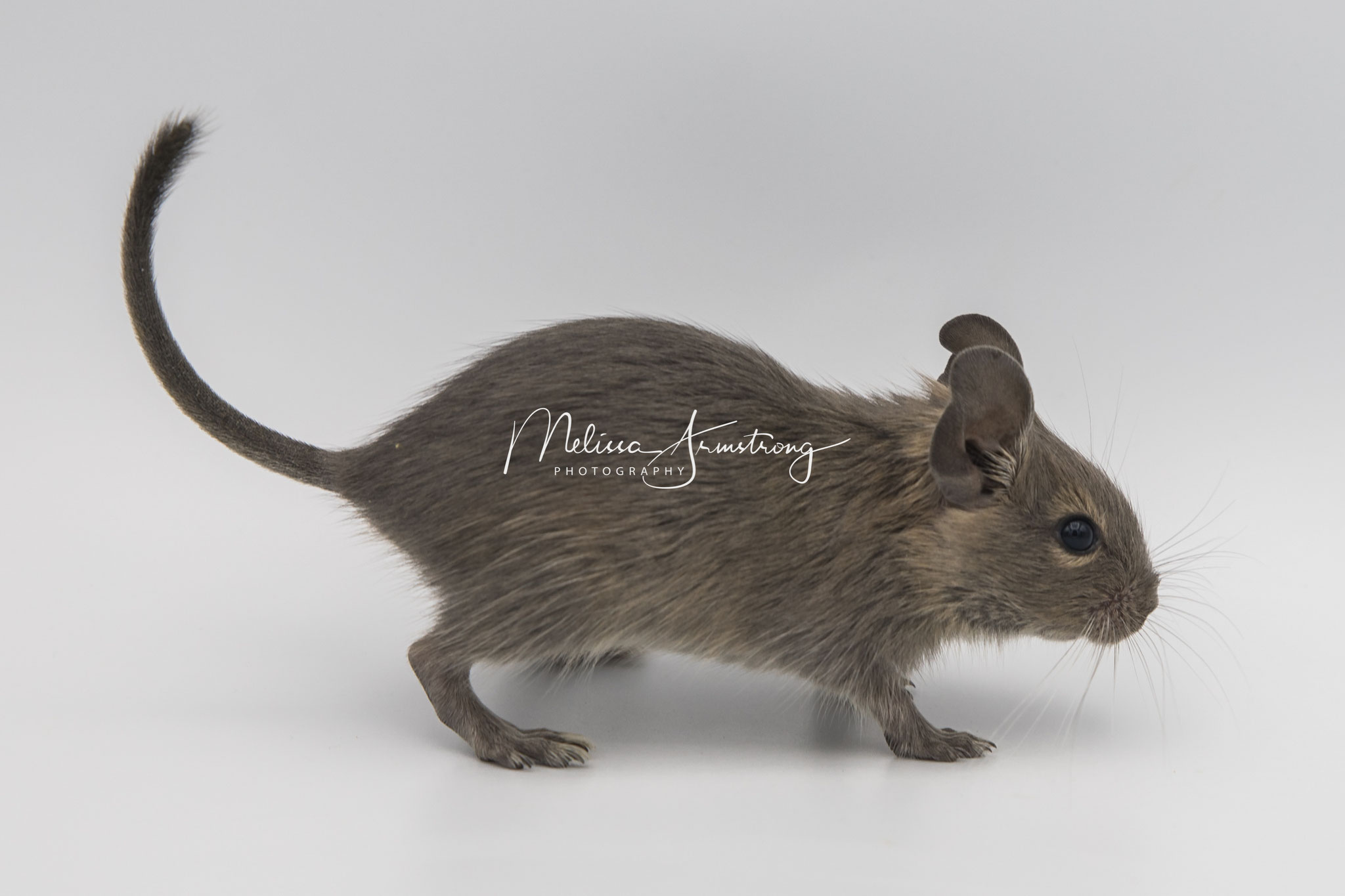 Degu Farben und Genetik - Deguzucht in Bayern