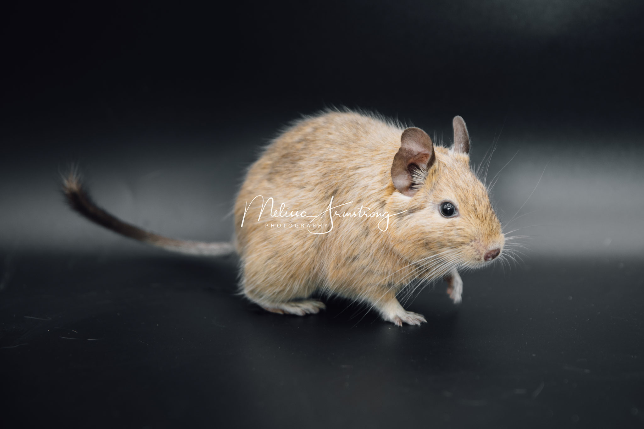 Degu Farben und Genetik - Deguzucht in Bayern