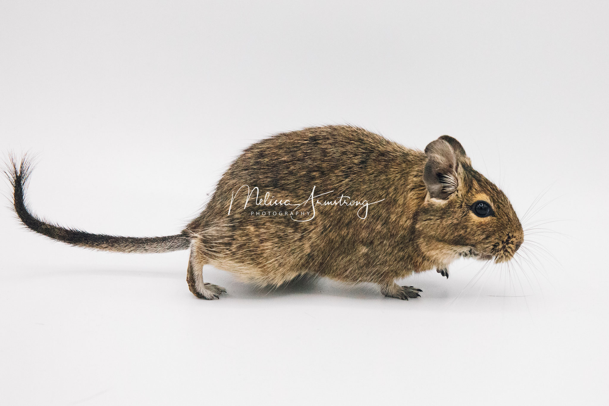 Degu Farben und Genetik - Deguzucht in Bayern