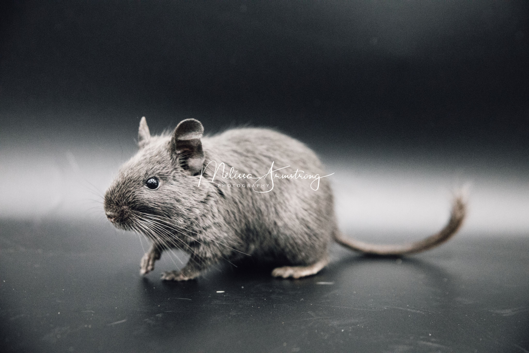 Degu Farben und Genetik - Deguzucht in Bayern