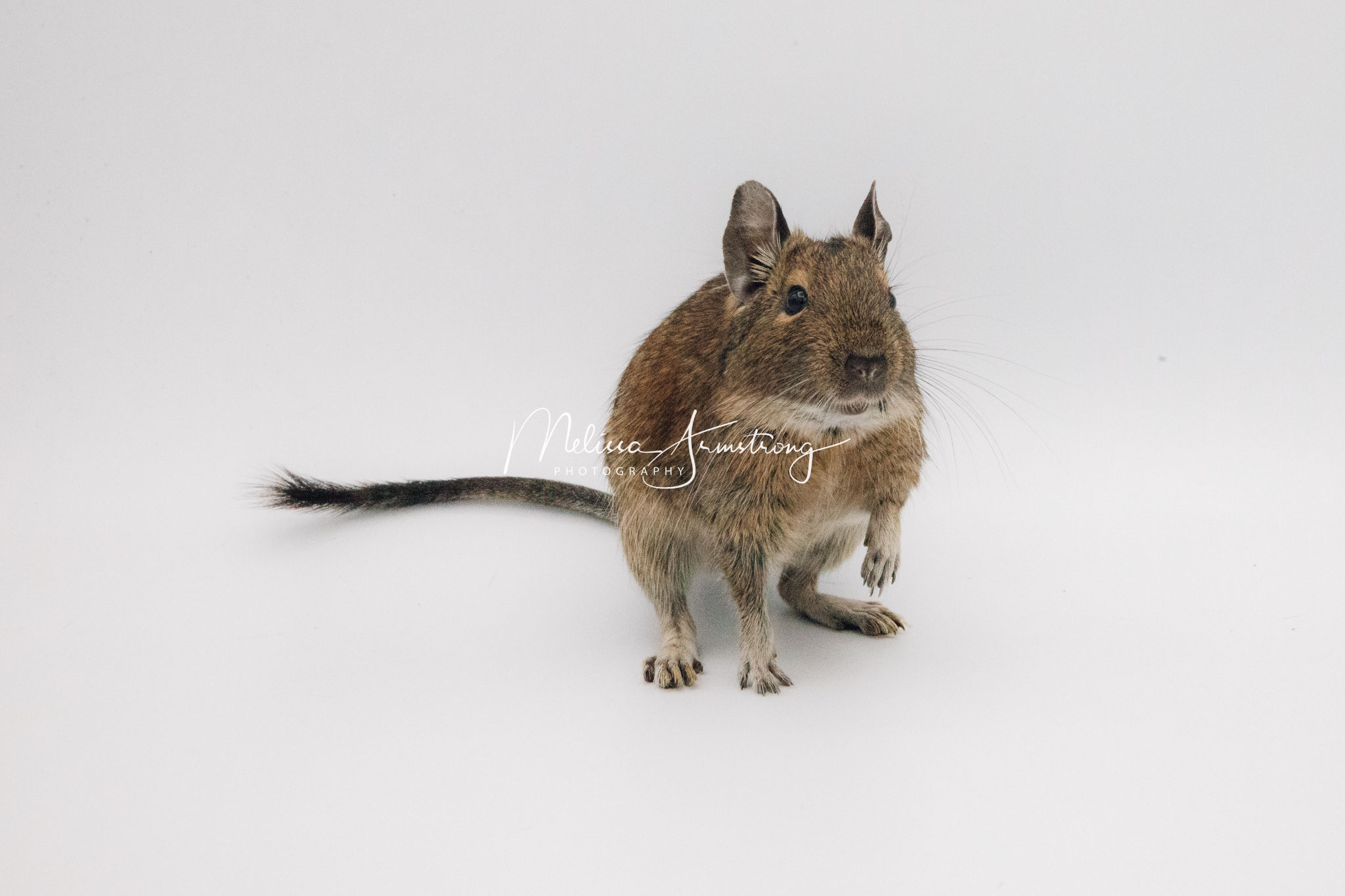 Degu Farben und Genetik - Dein-Degu.de | Degu Zucht Bayern