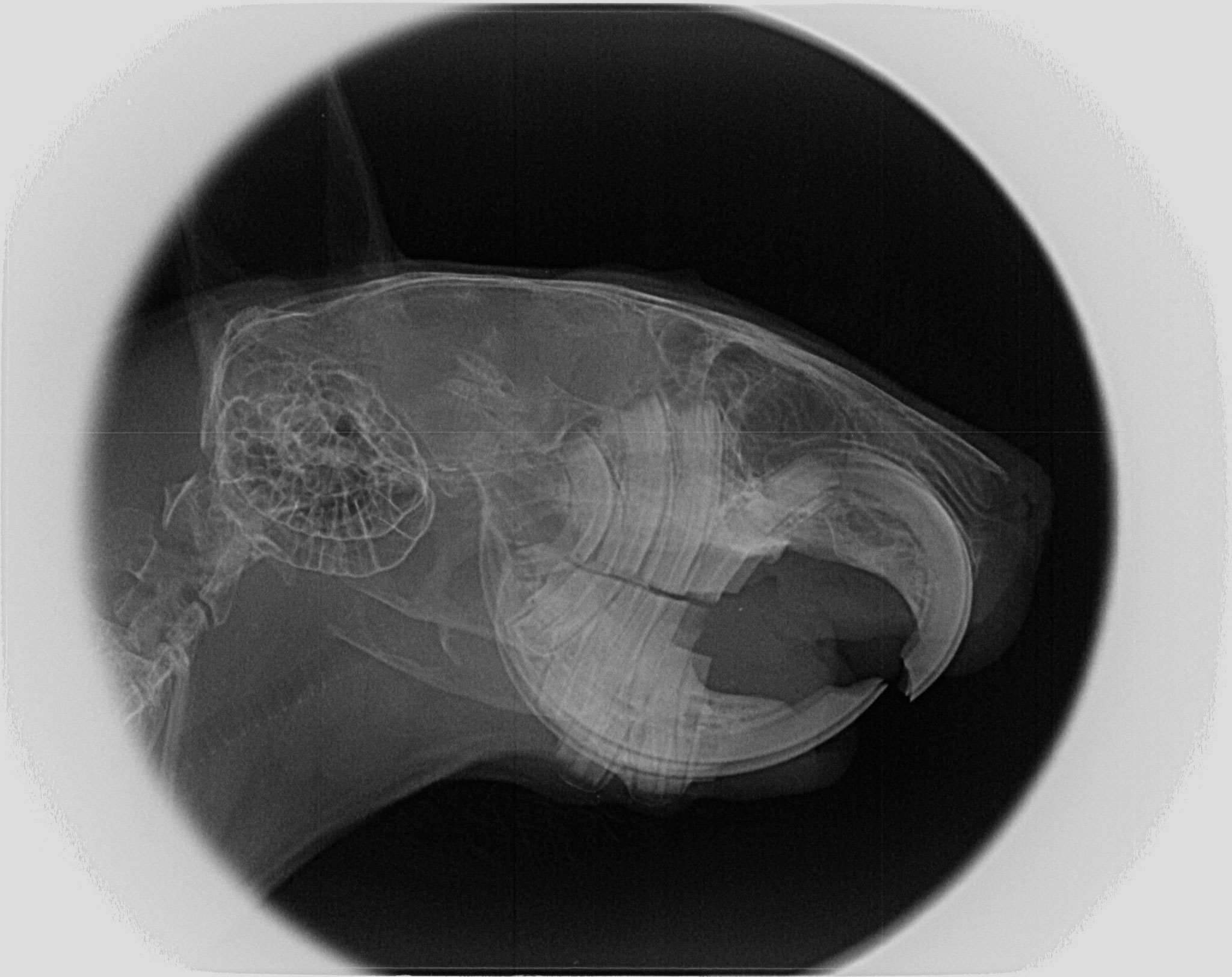 Degu Zahnprobleme - Deguzucht in Bayern