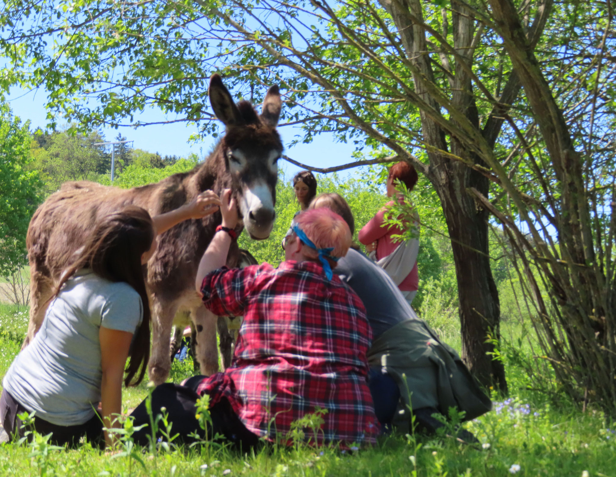 Aktuelles auf dem Bauernhof - Tiergestützte Therapie