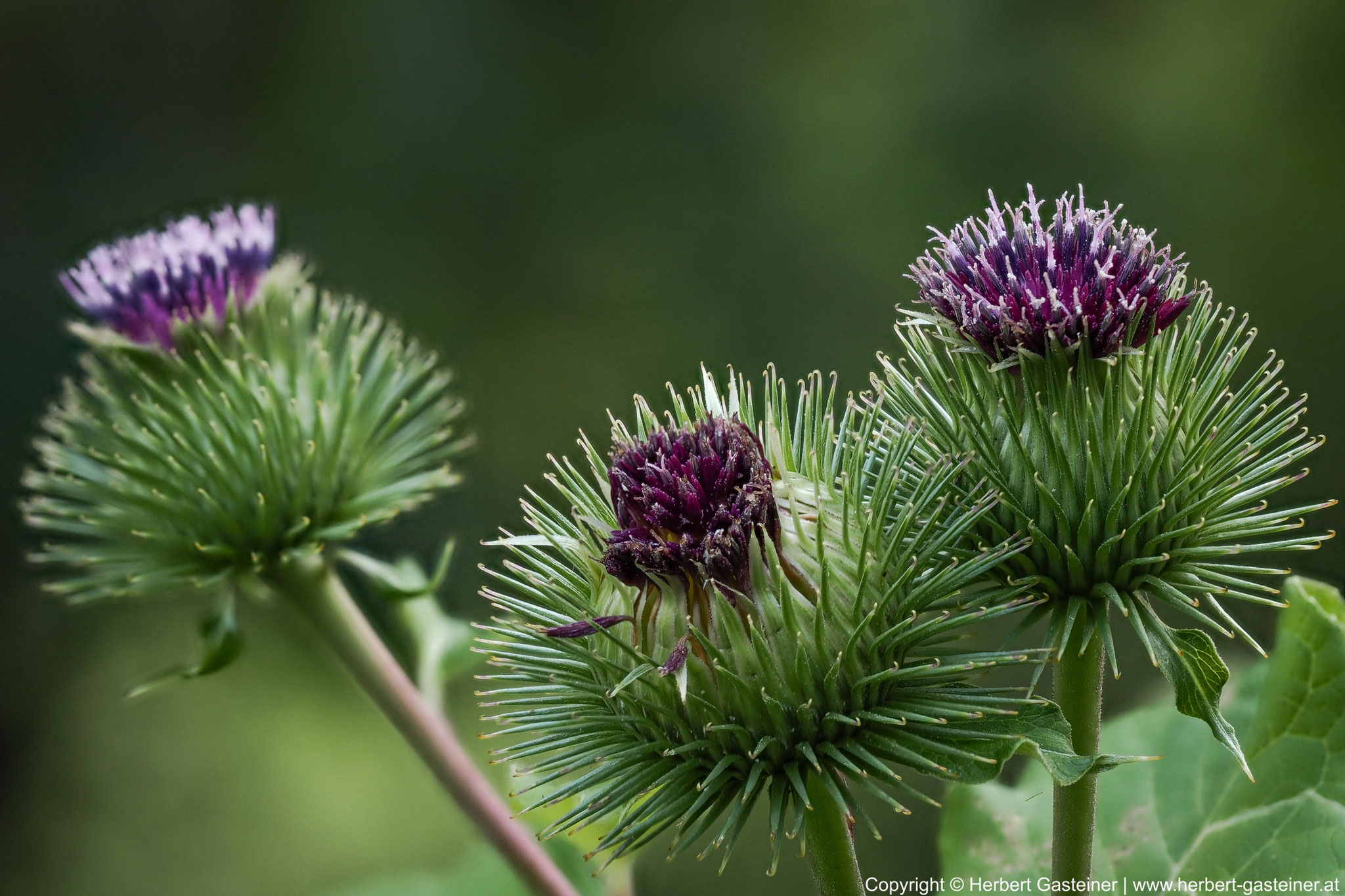 DISTELN (Fotos des Hobbyfotografen Herbert Gasteiner) - Herbert ...