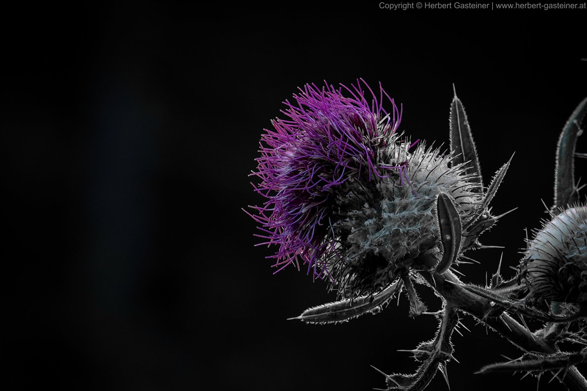 DISTELN (Fotos des Hobbyfotografen Herbert Gasteiner) - Herbert ...