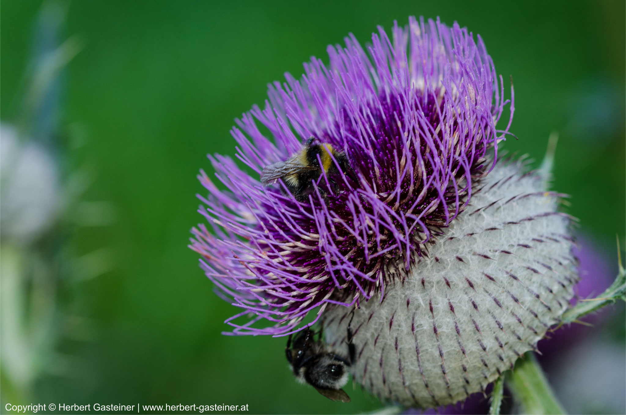 DISTELN (Fotos des Hobbyfotografen Herbert Gasteiner) - Herbert ...
