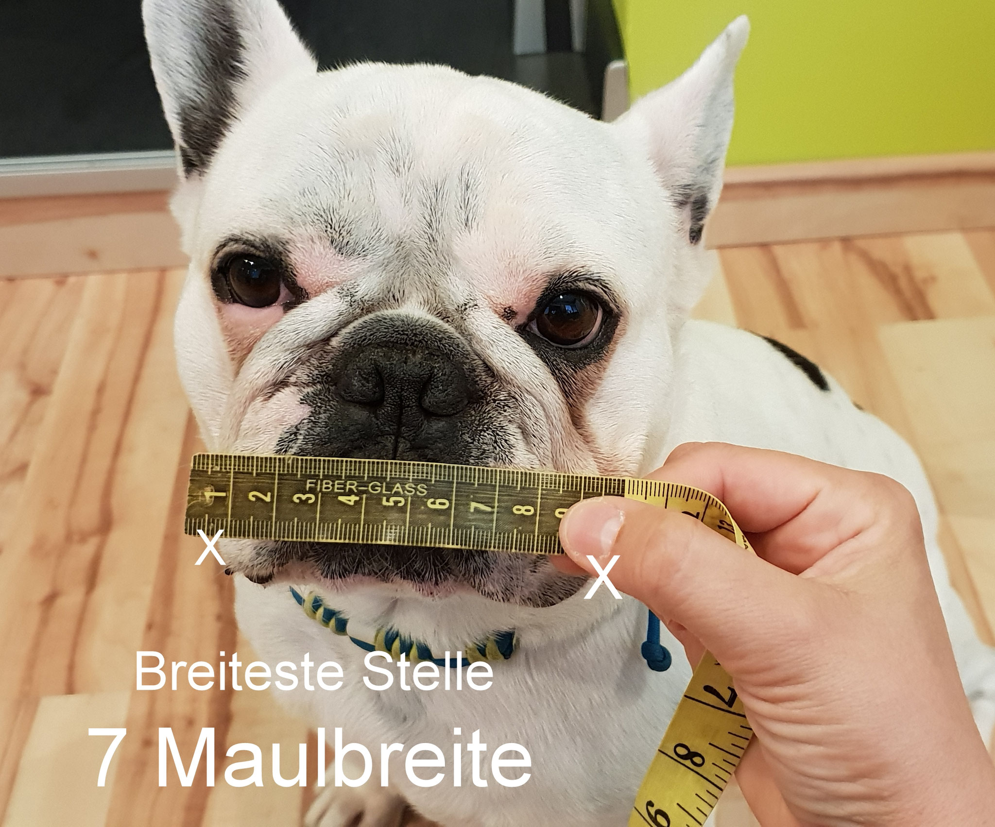 Richtig Messen - 100 % handgemachtes Hundezubehör aus Biothane und Paracord