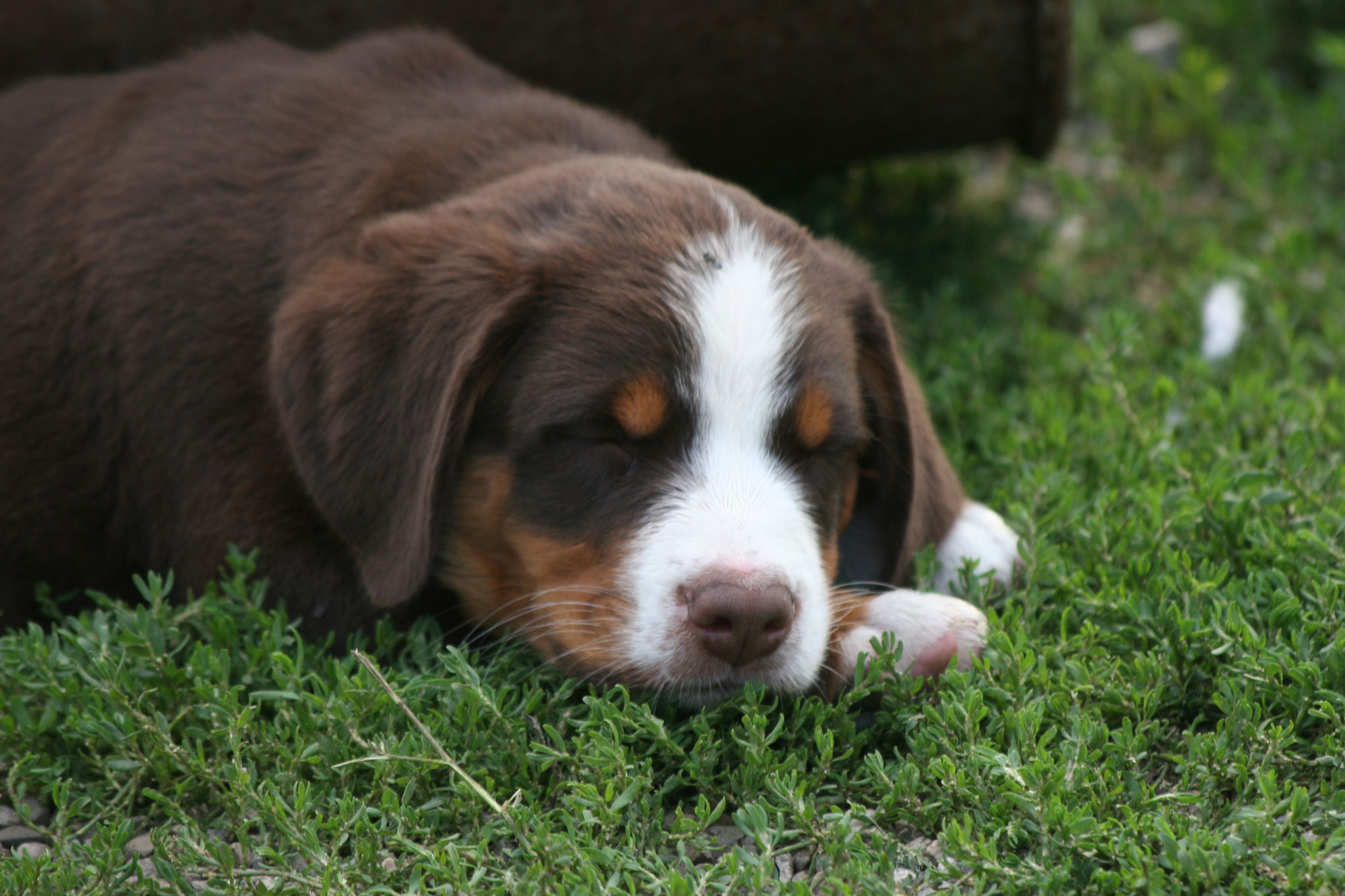 Swissydog Welpen 2017 - schweizersennenhundes Webseite!