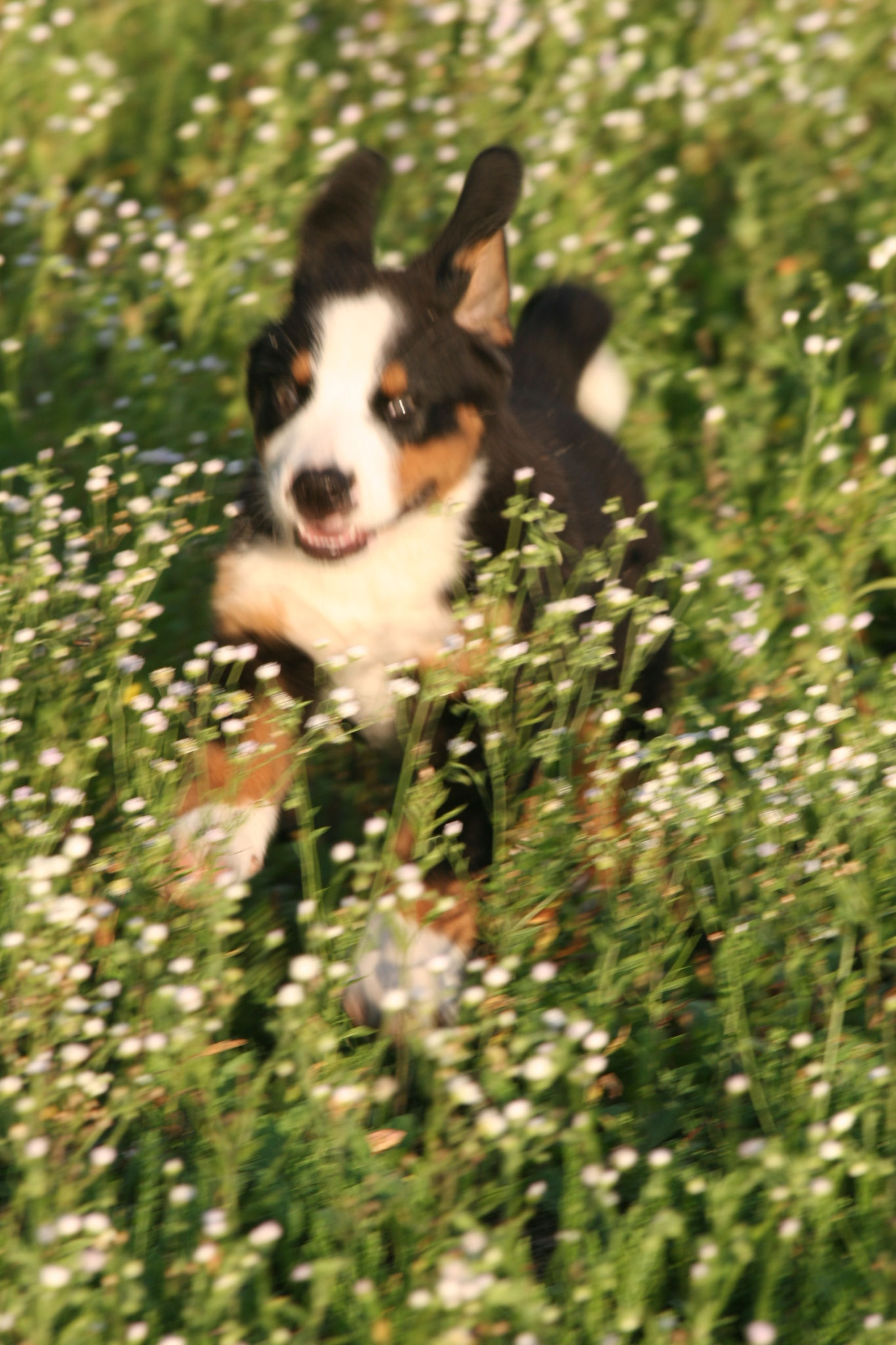 Swissydog Welpen 2017 - schweizersennenhundes Webseite!