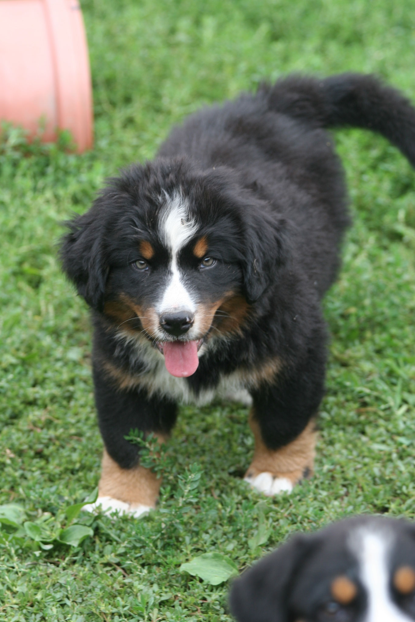 Swissydog Welpen 2017 - schweizersennenhundes Webseite!