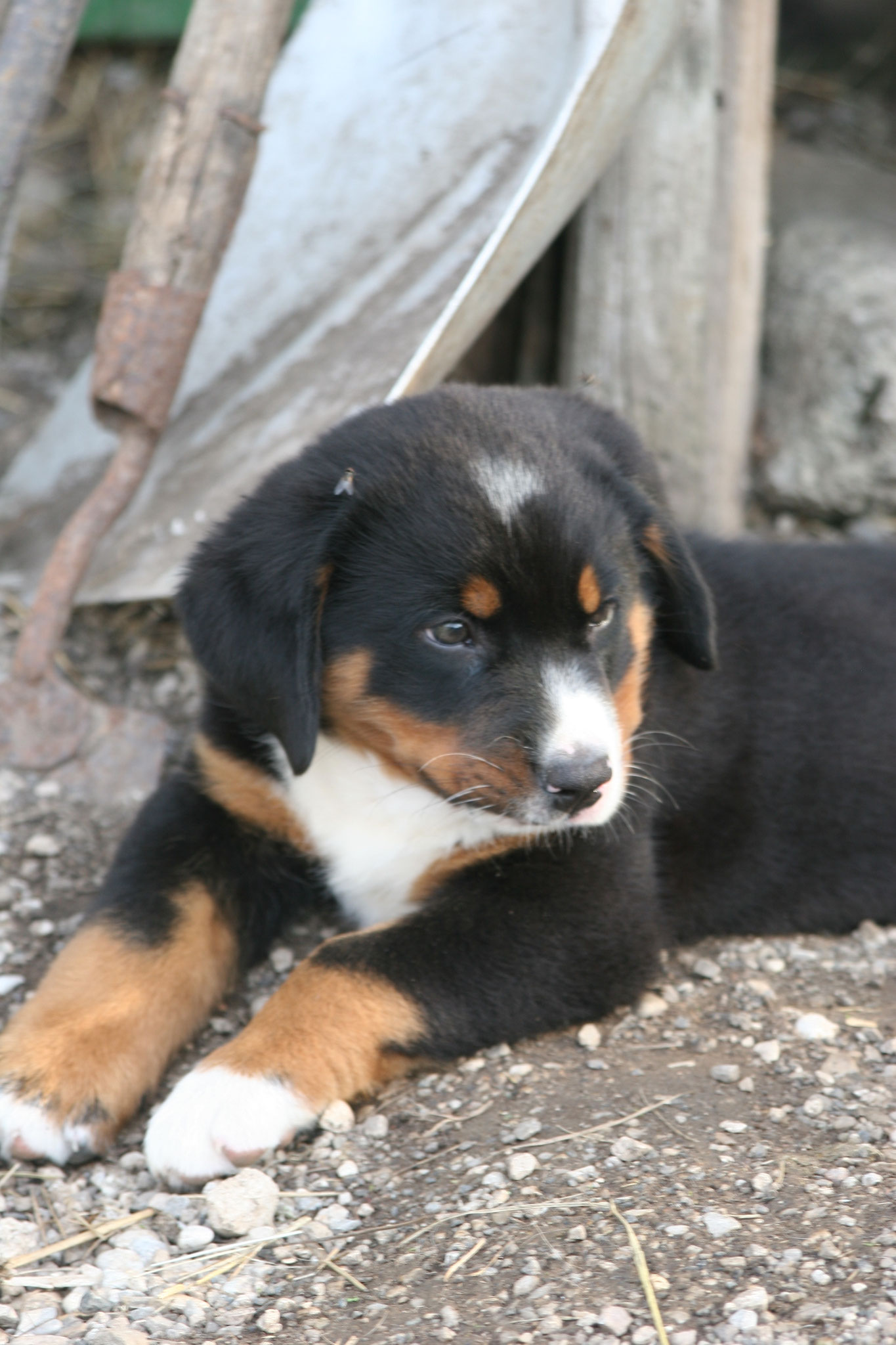 Swissydog Welpen 2017 - schweizersennenhundes Webseite!