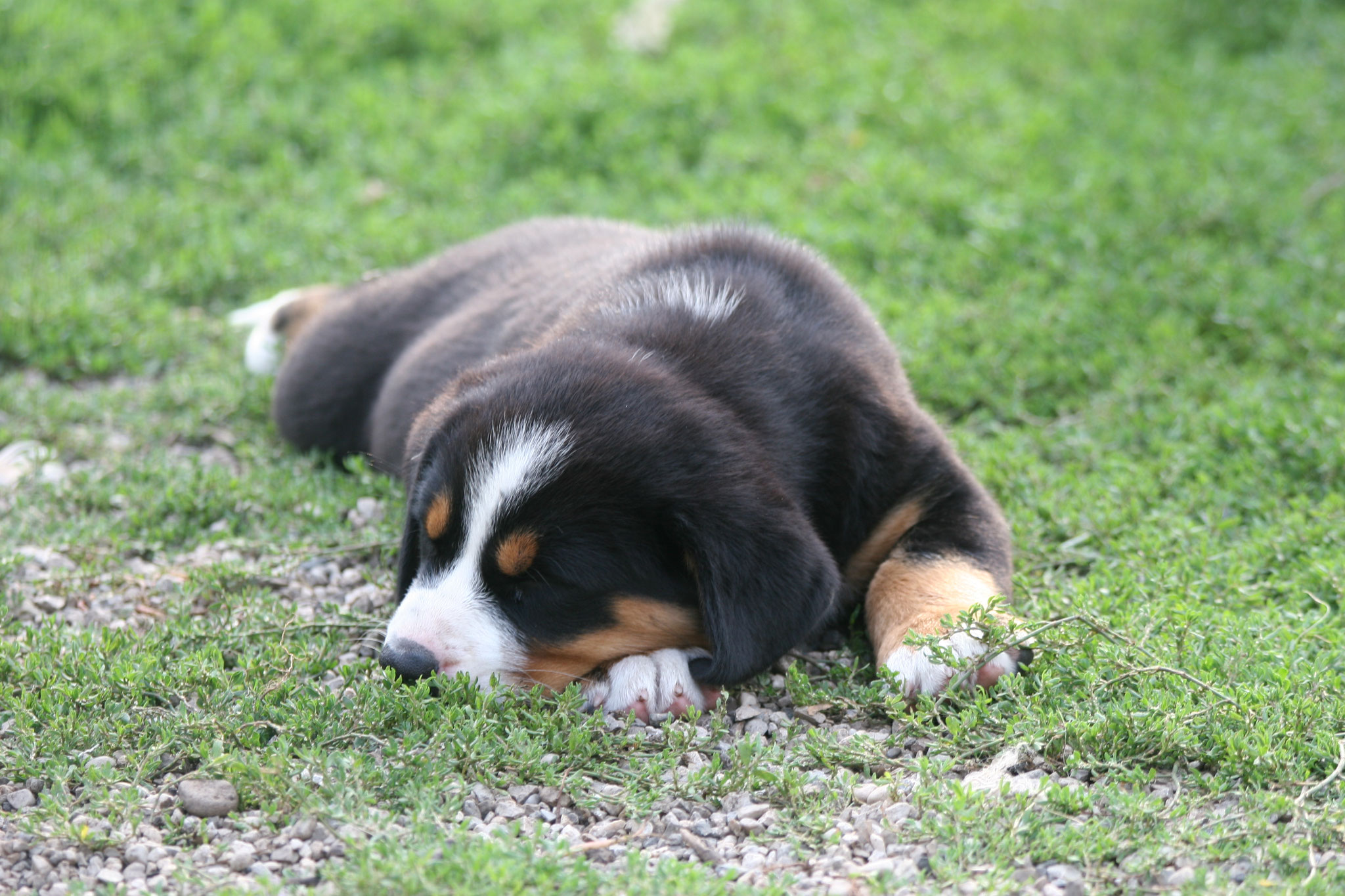 Swissydog Welpen 2017 - schweizersennenhundes Webseite!