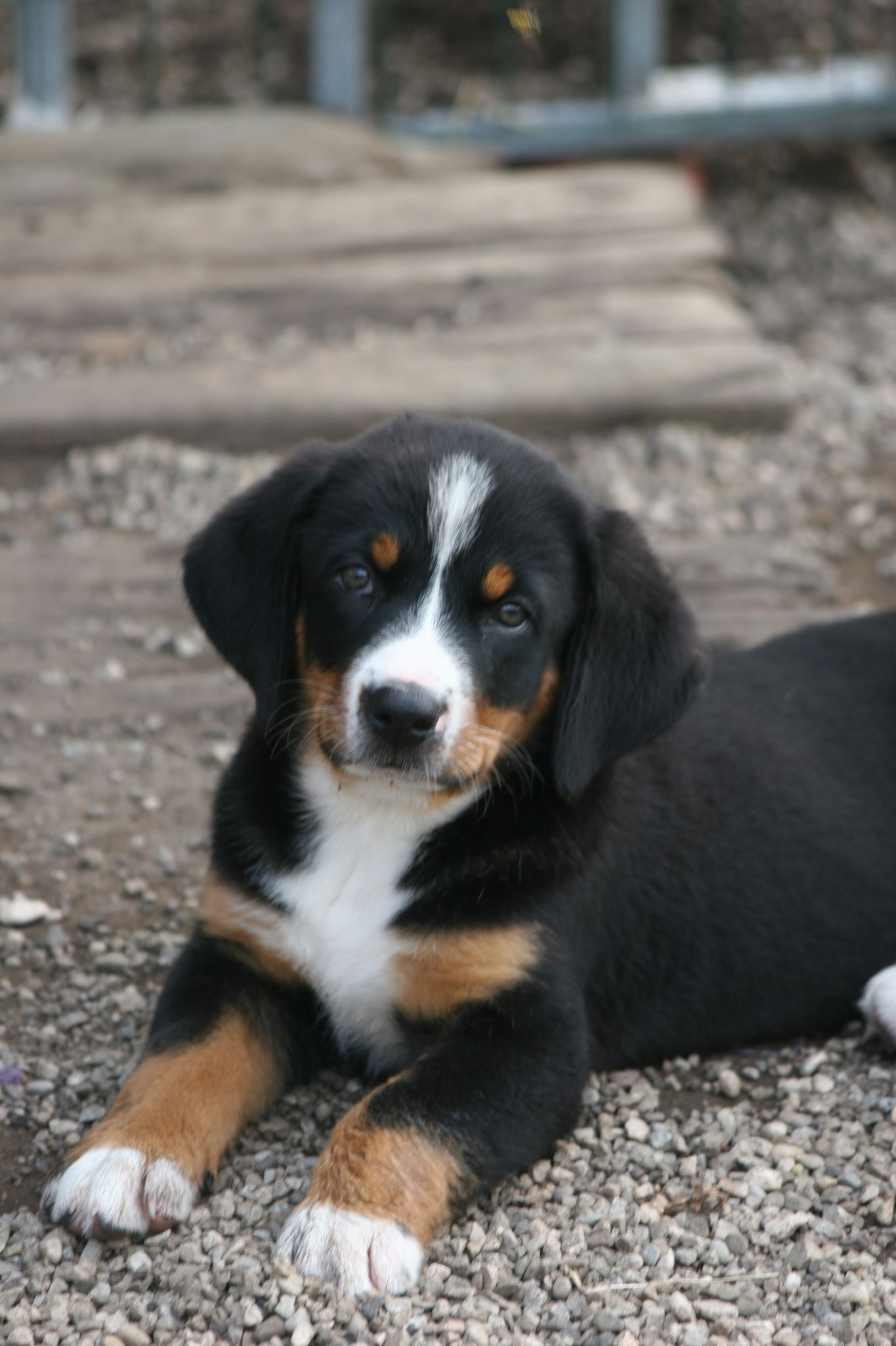 Swissydog Welpen 2017 - schweizersennenhundes Webseite!