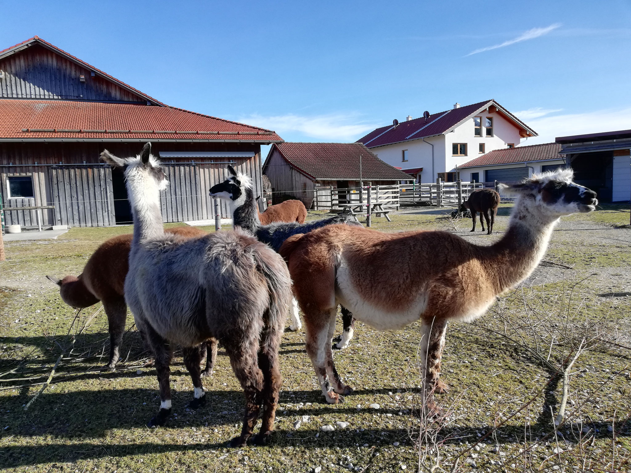 Valentino hat die Ruhe weg - Lamaland Loher