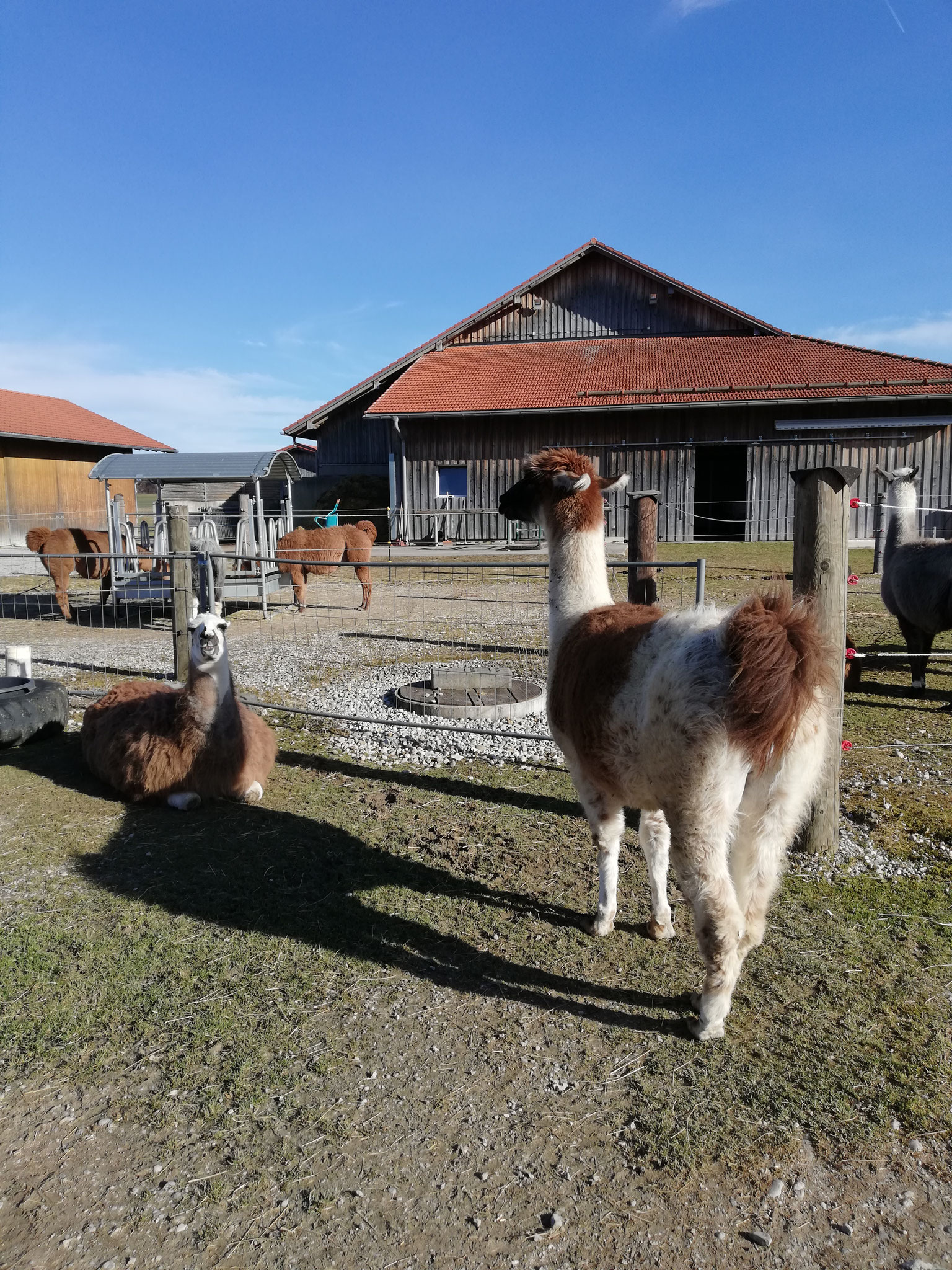 Valentino hat die Ruhe weg - Lamaland Loher
