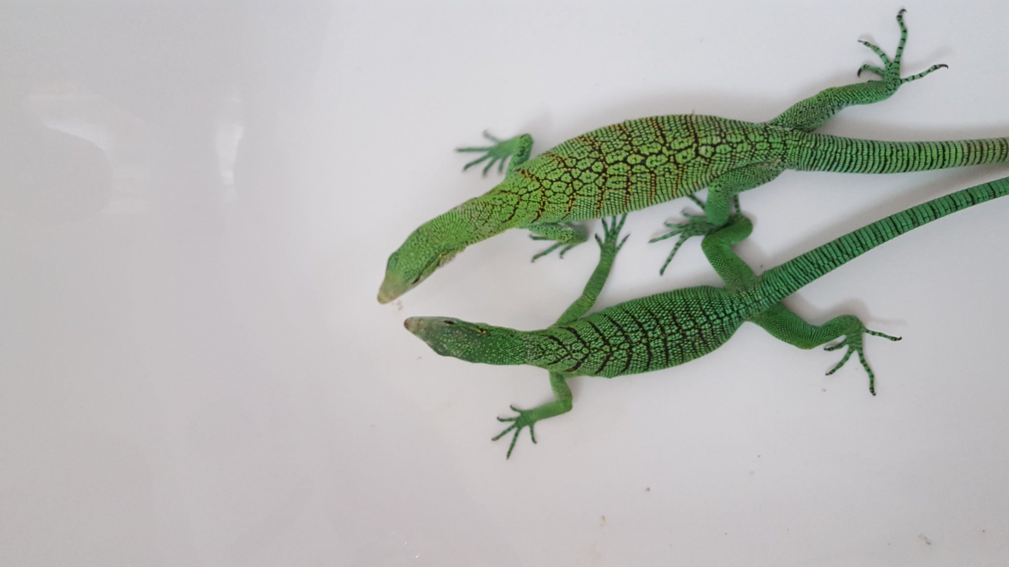 Varanus prasinus - Zucht und Haltung australischer Warane und Echsen