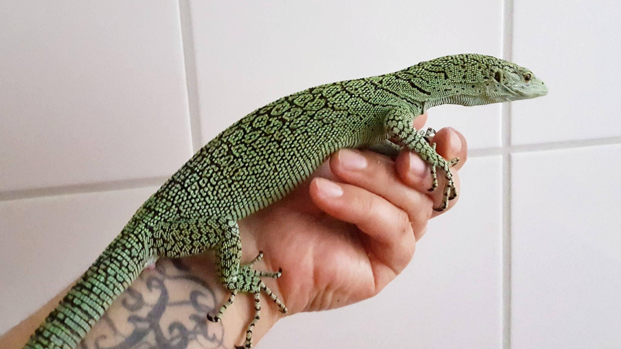 Varanus kordensis - Zucht und Haltung australischer Warane und Echsen