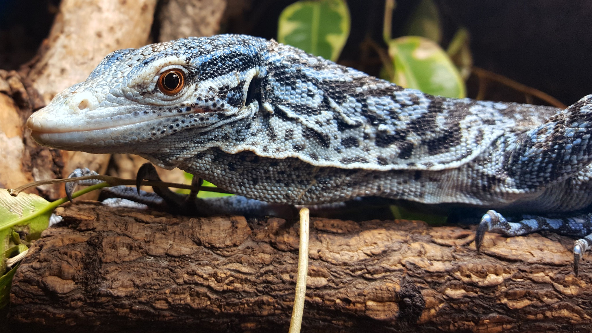 Varanus macraei - Zucht und Haltung australischer Warane und Echsen