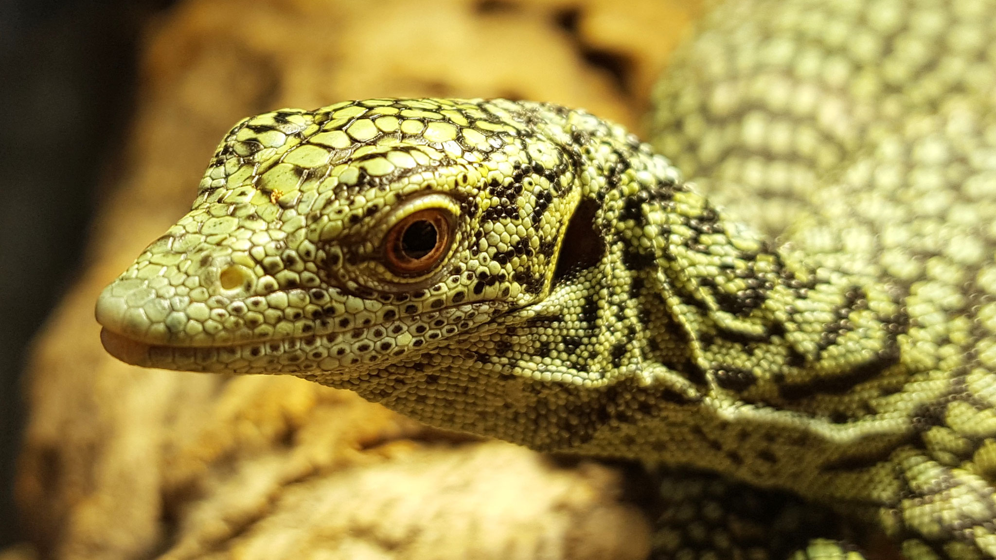 Varanus kordensis - Zucht und Haltung australischer Warane und Echsen