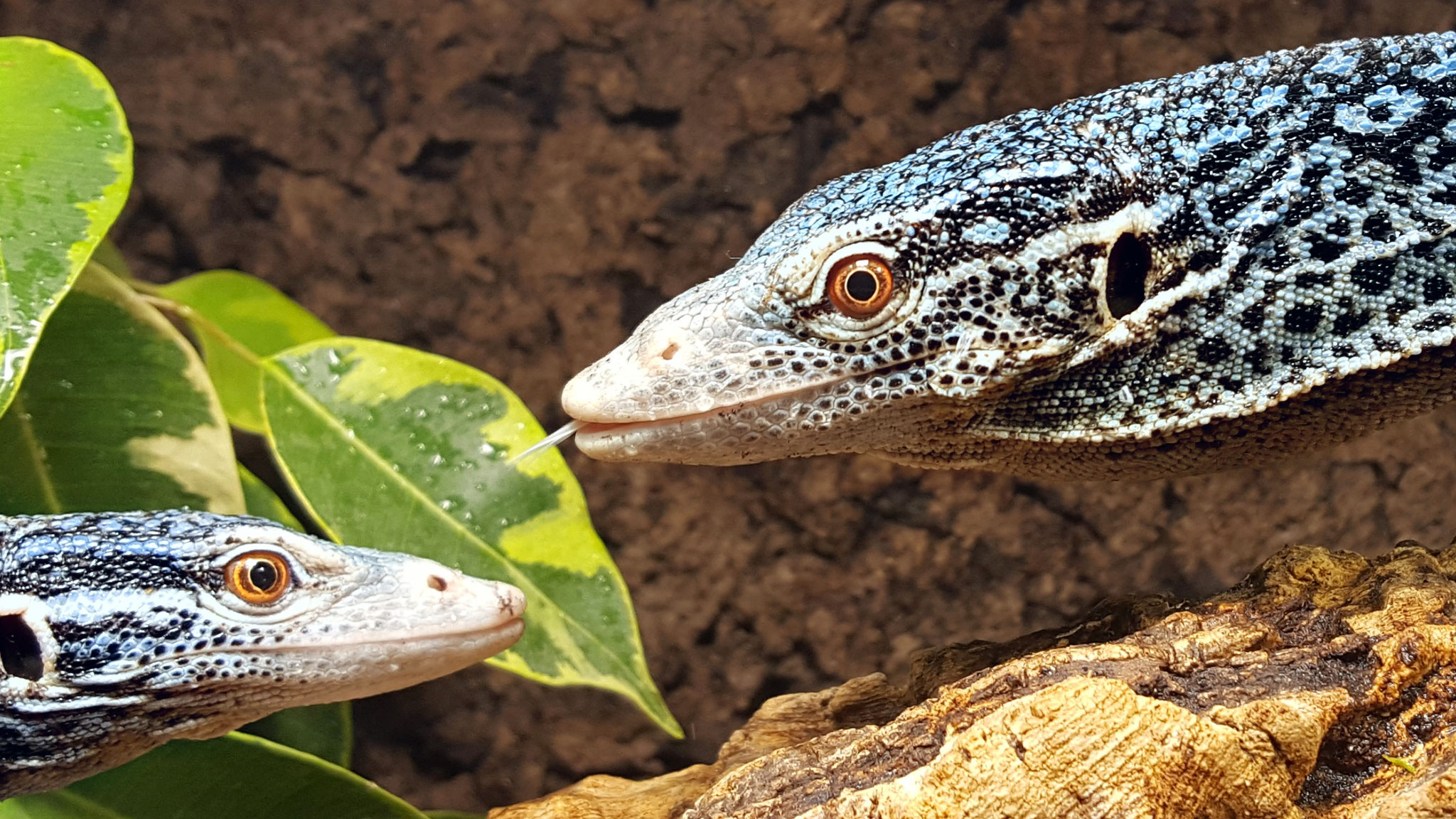 Varanus macraei - Zucht und Haltung australischer Warane und Echsen