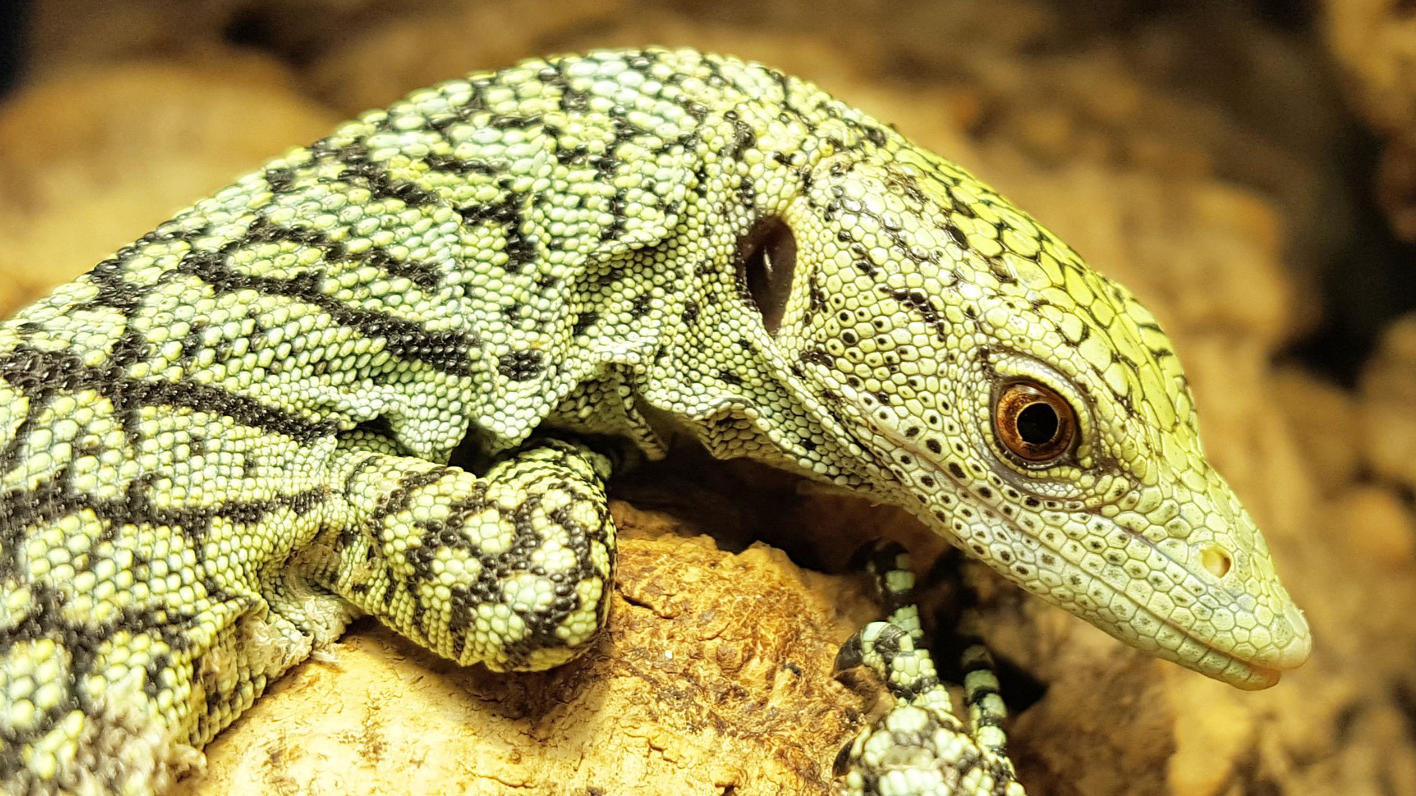 Varanus kordensis - Zucht und Haltung australischer Warane und Echsen