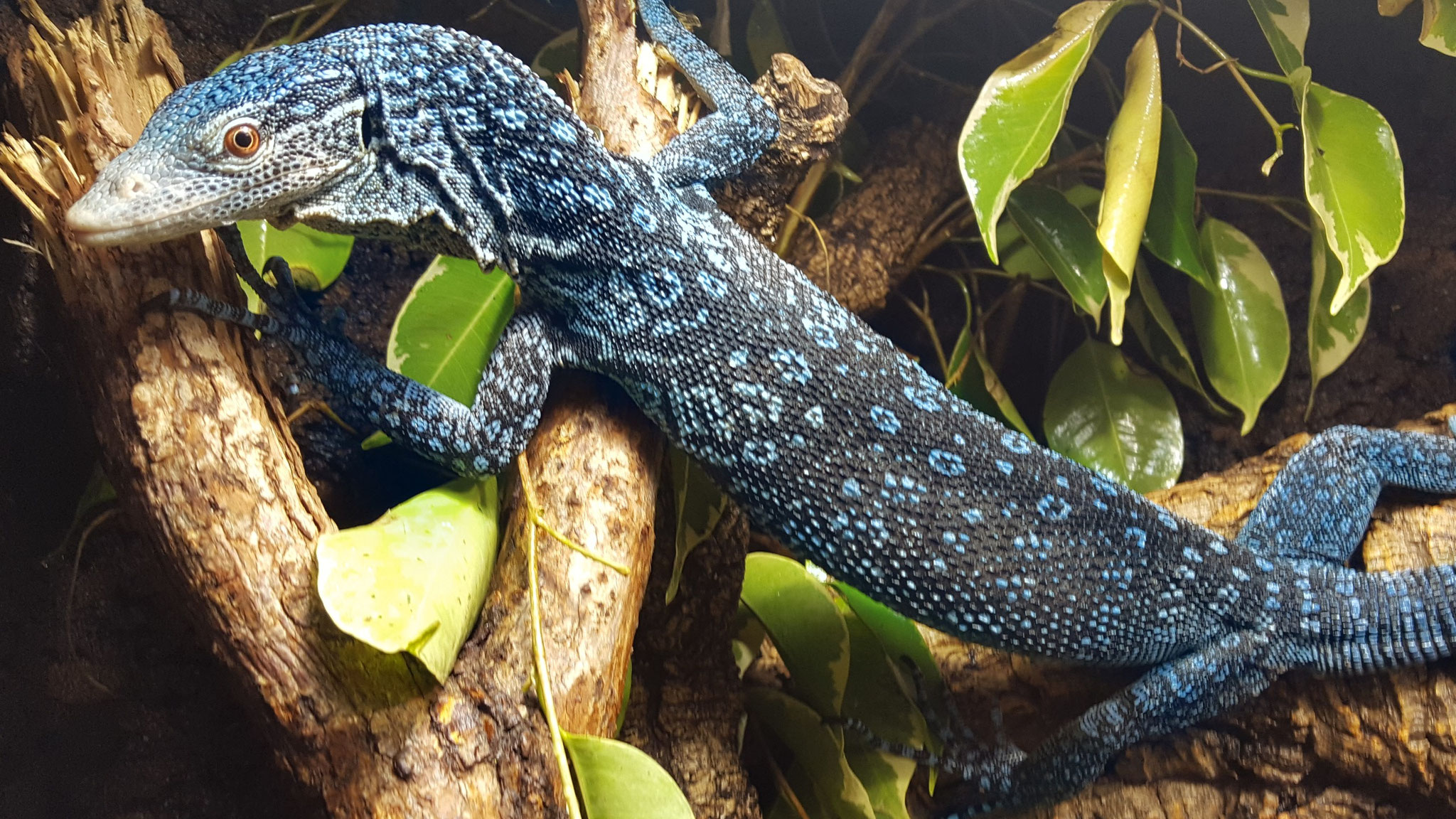 Varanus Macraei Zucht Und Haltung Australischer Warane Und Echsen Varanus Macraei Zucht Und Haltung Australischer Warane Und Echsen