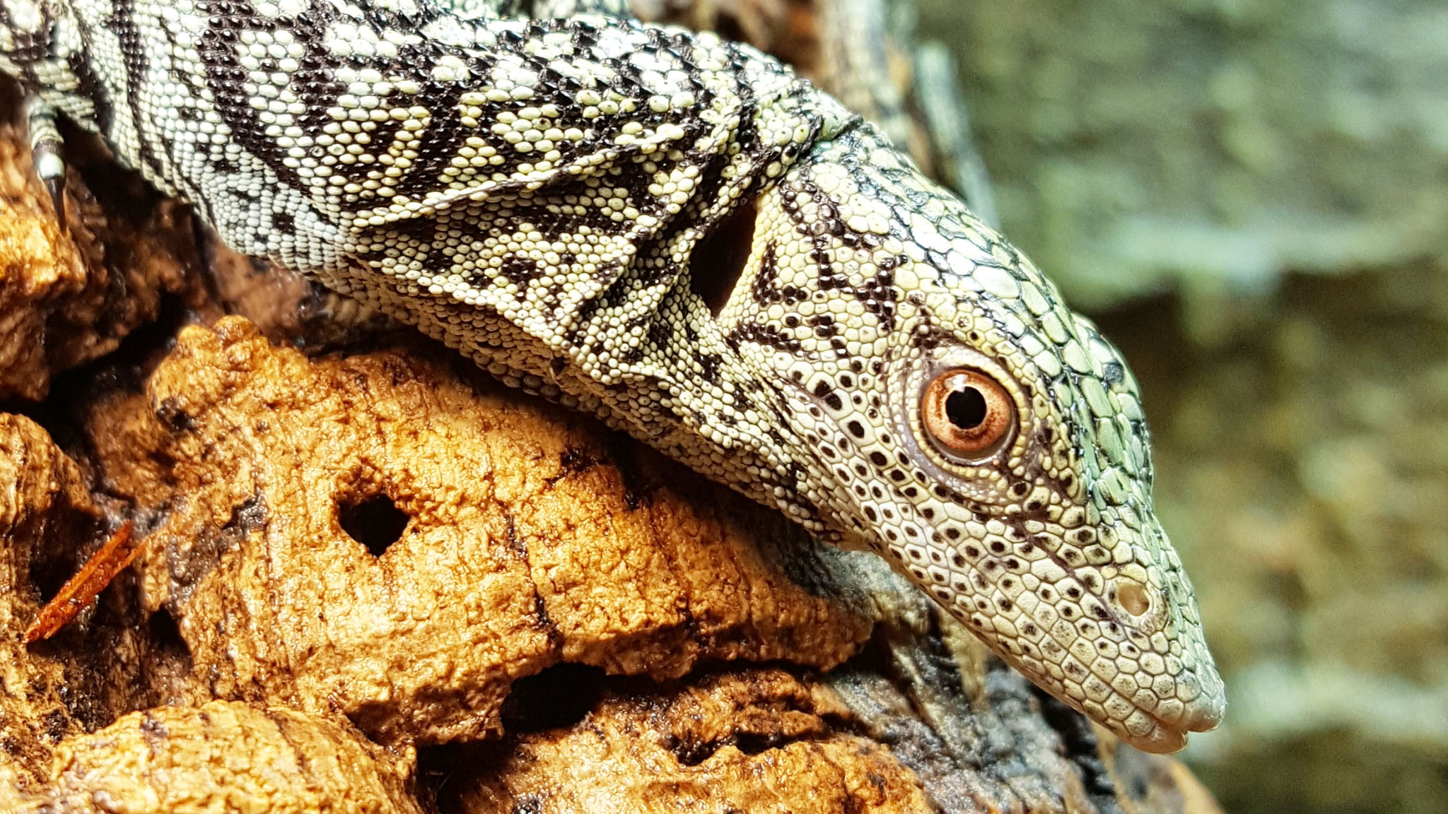 Varanus kordensis - Zucht und Haltung australischer Warane und Echsen