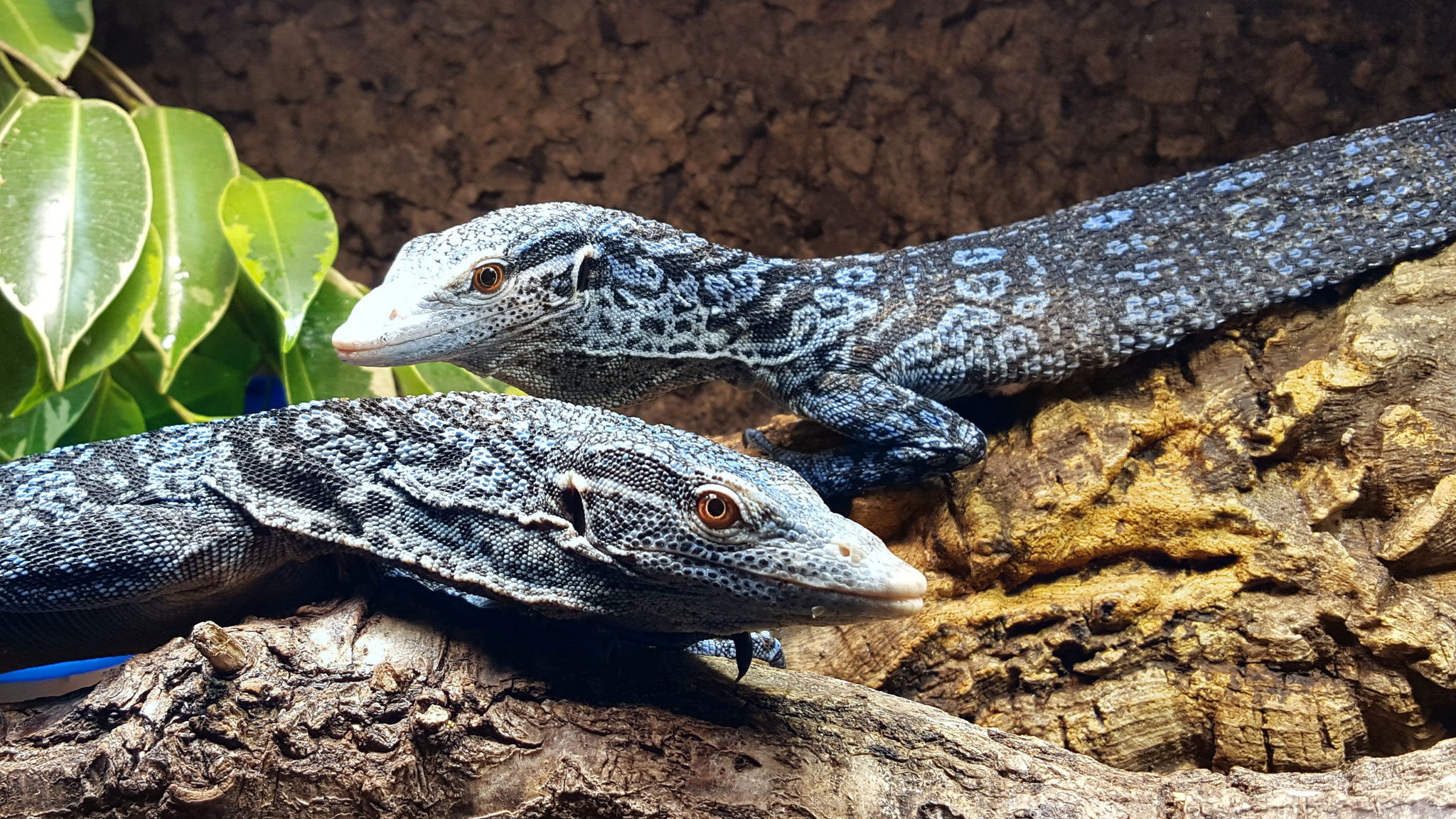Varanus macraei - Zucht und Haltung australischer Warane und Echsen