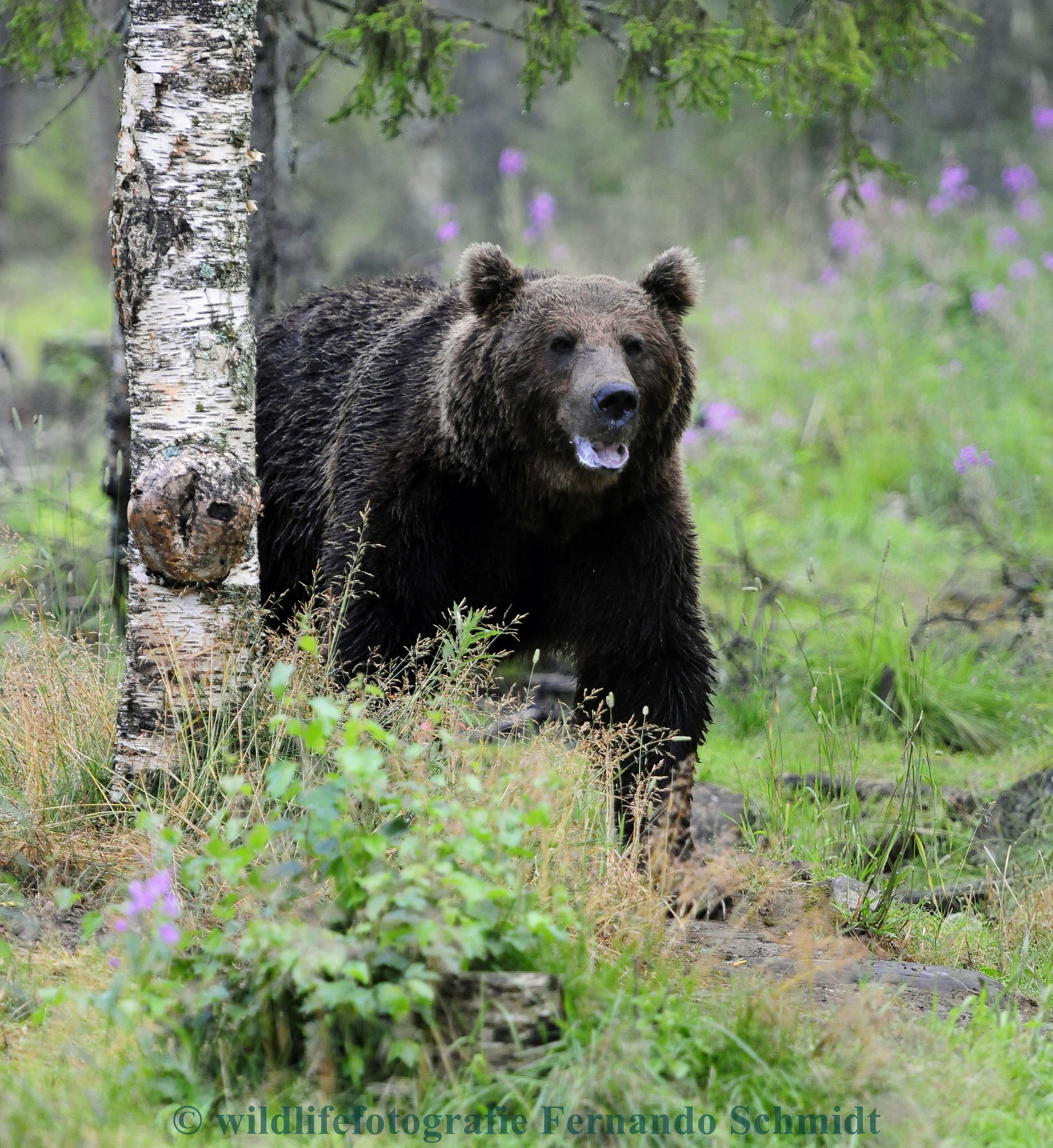 Besondere Tiere In Finnland – Finnische Wildtiere im Seenland Saimaa – SRXQ
