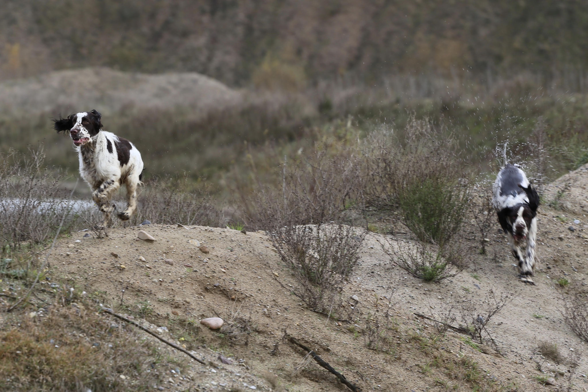 Galerie - Witches Brew Flatcoated Retriever Zucht in Bargteheide in der ...