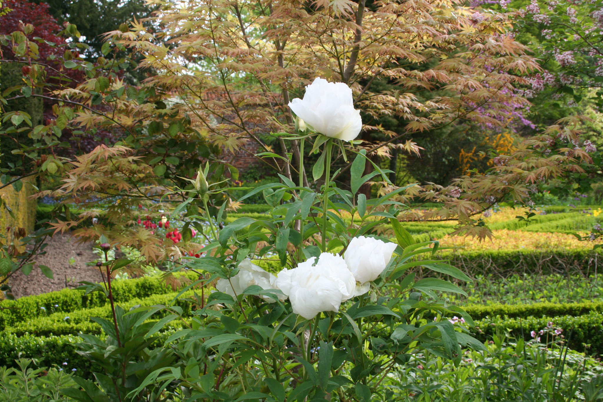 Le Jardin de Roses du Parc floral de Digeon - Parc Floral du Château de ...