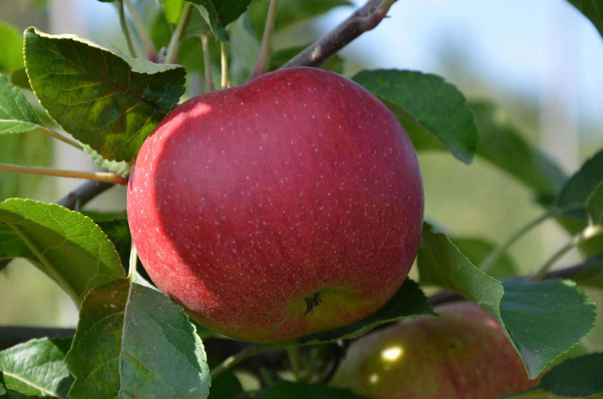 Unsere Apfelsorten - Sonnenberghof Rohrbronn