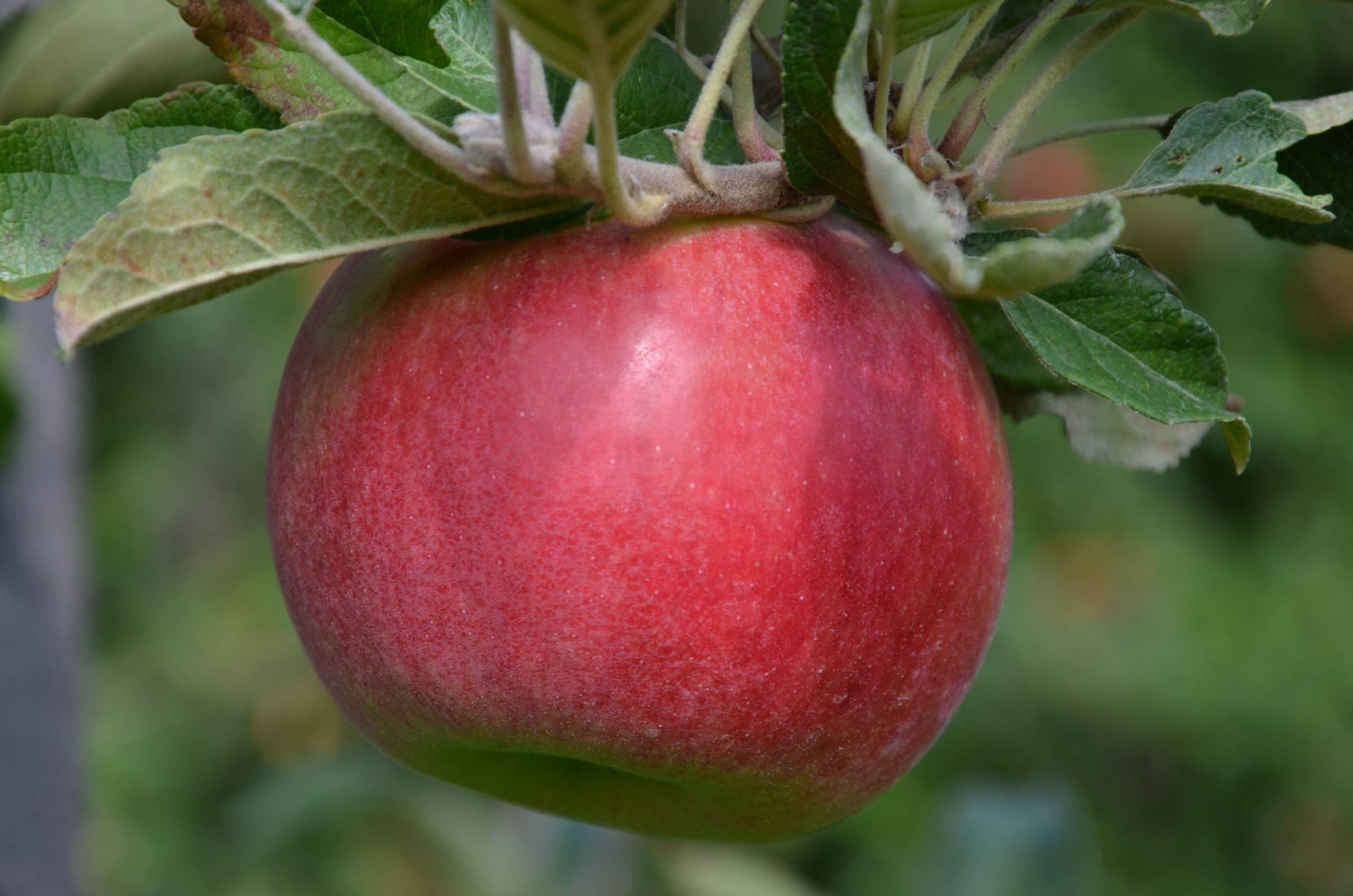 Unsere Apfelsorten - Sonnenberghof Rohrbronn