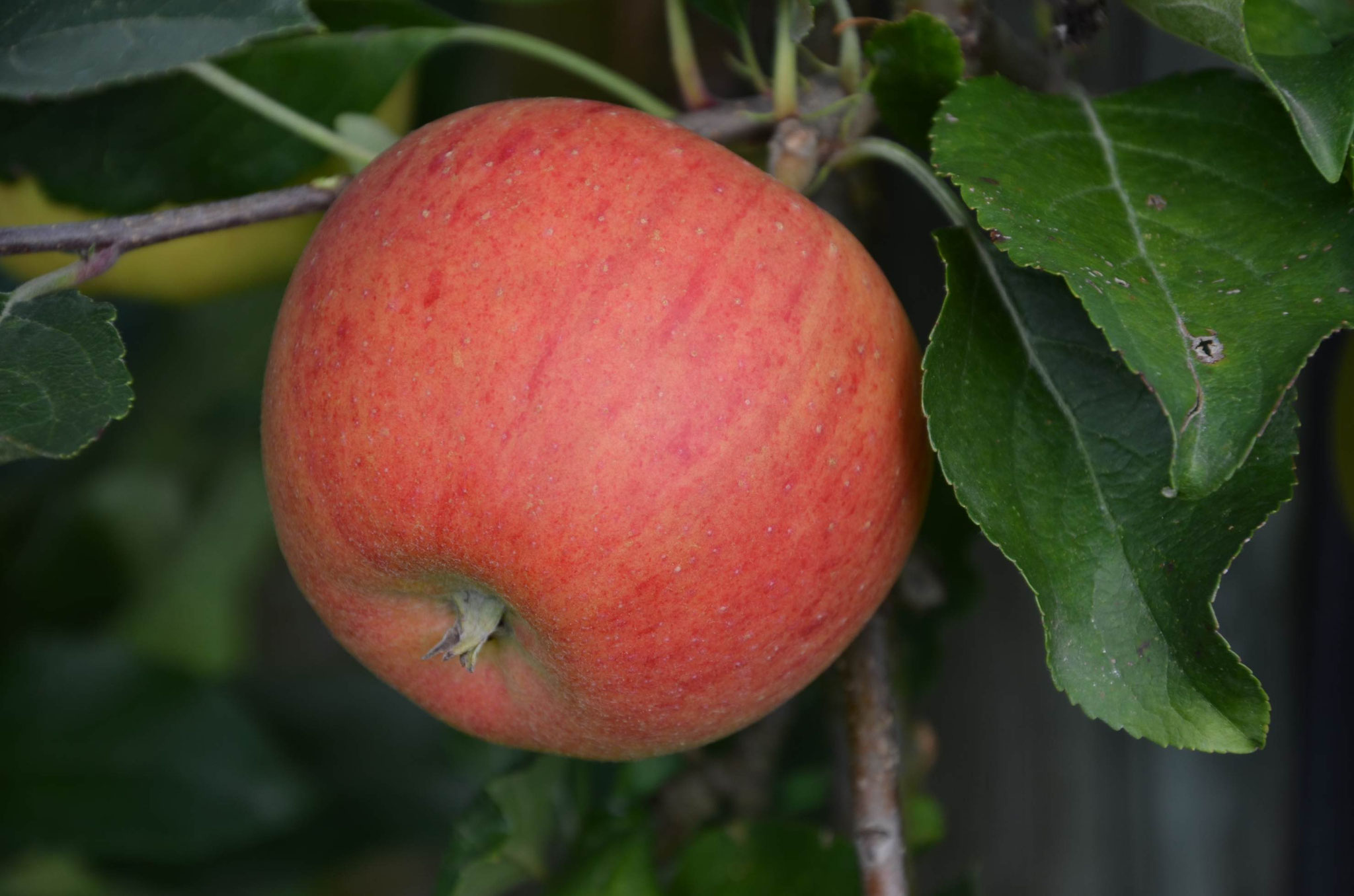 Unsere Apfelsorten - Sonnenberghof Rohrbronn