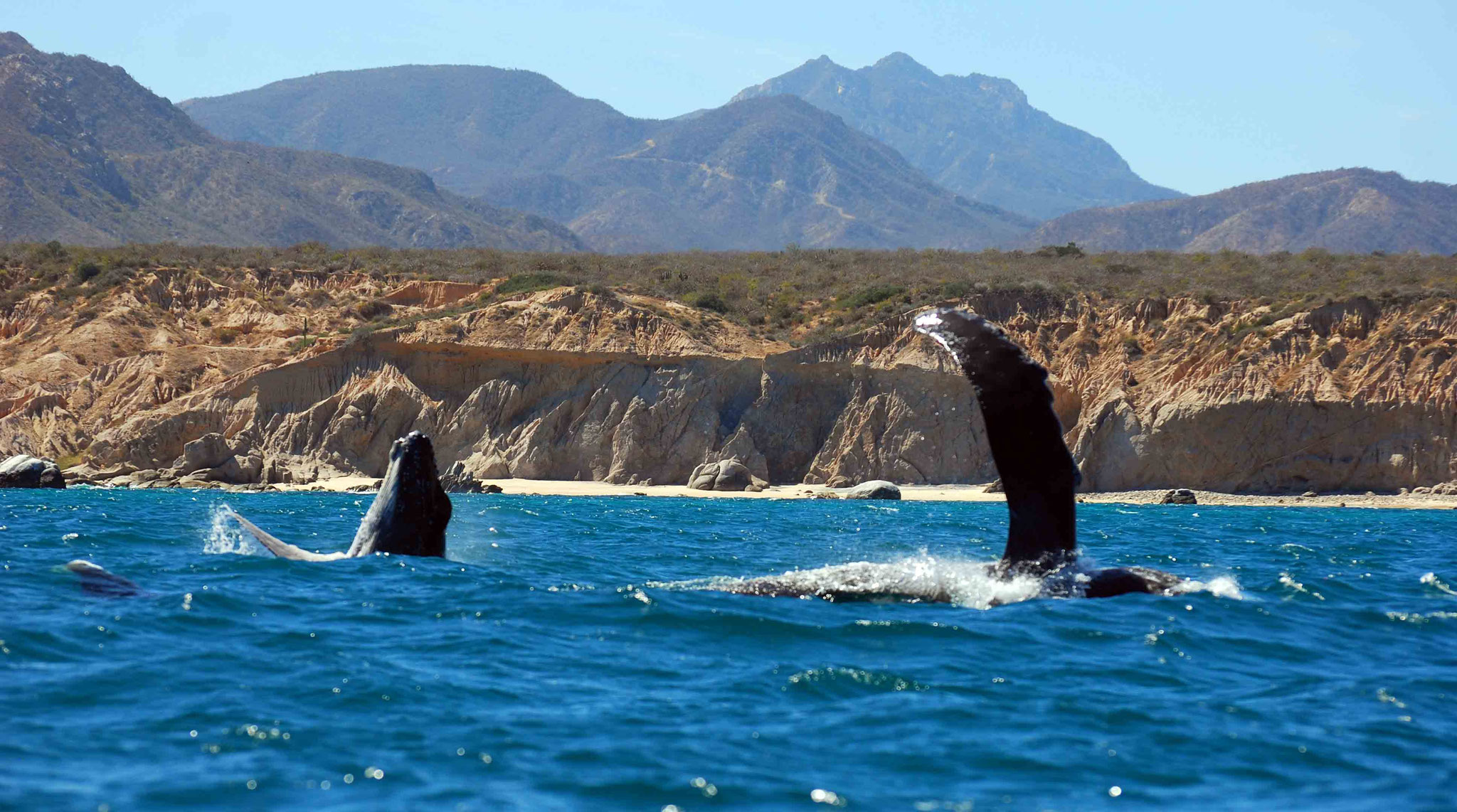 Animal encounters - Dive trips in Baja California Sur