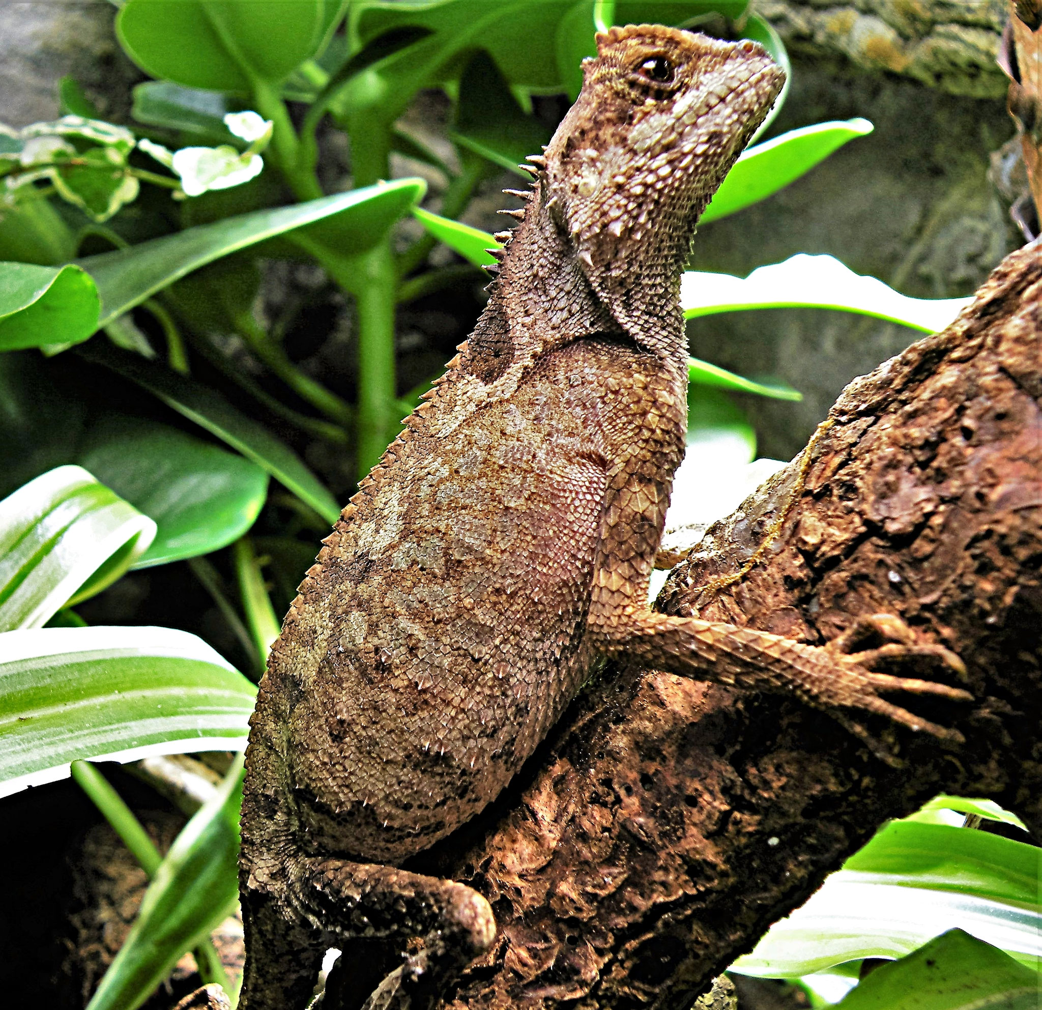 Acanthosaura lepidogaster CUVIER, 1829 - kaleidoskop-der-naturnahes ...