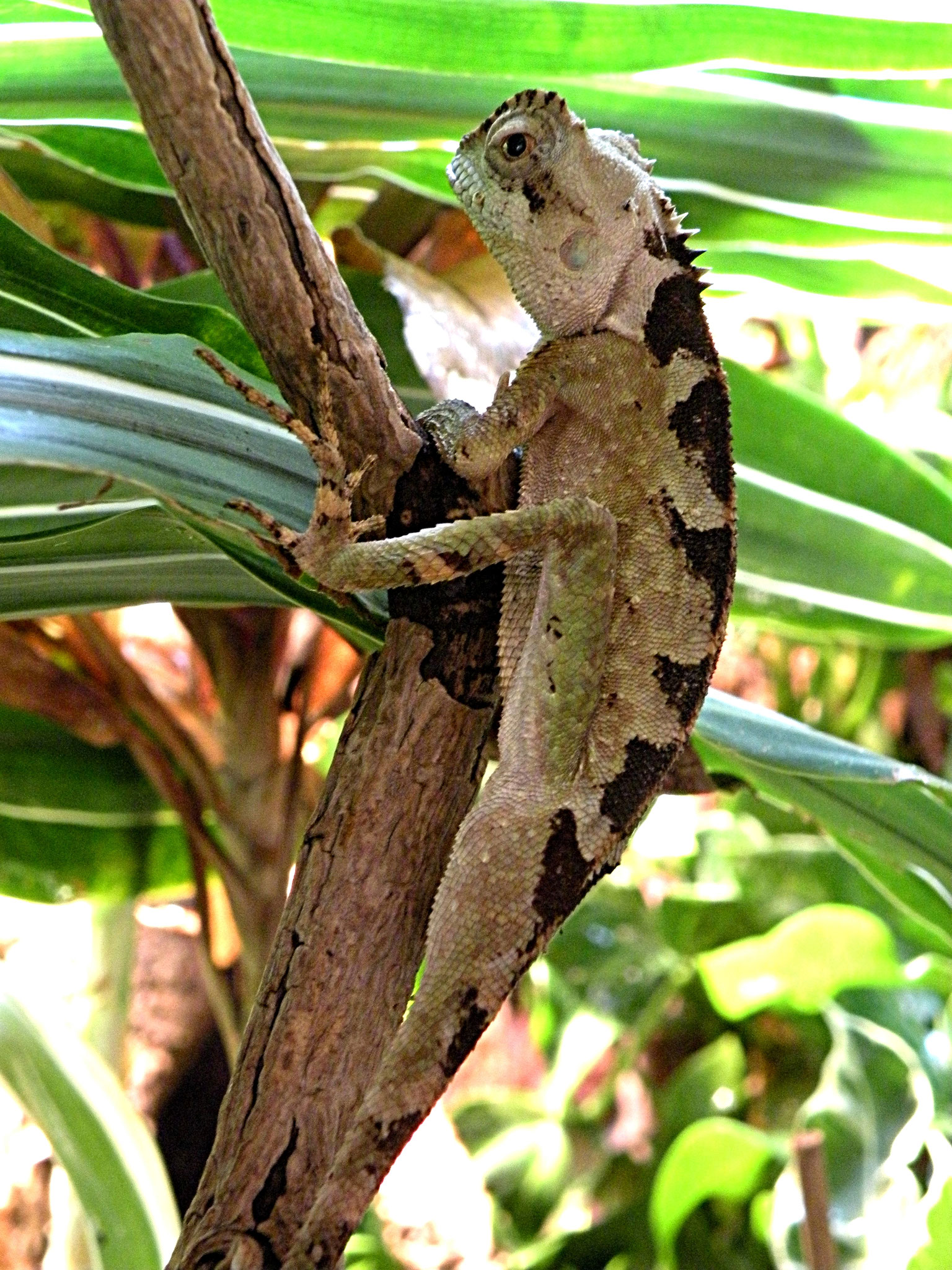 Acanthosaura lepidogaster CUVIER, 1829 - kaleidoskop-der-naturnahes ...