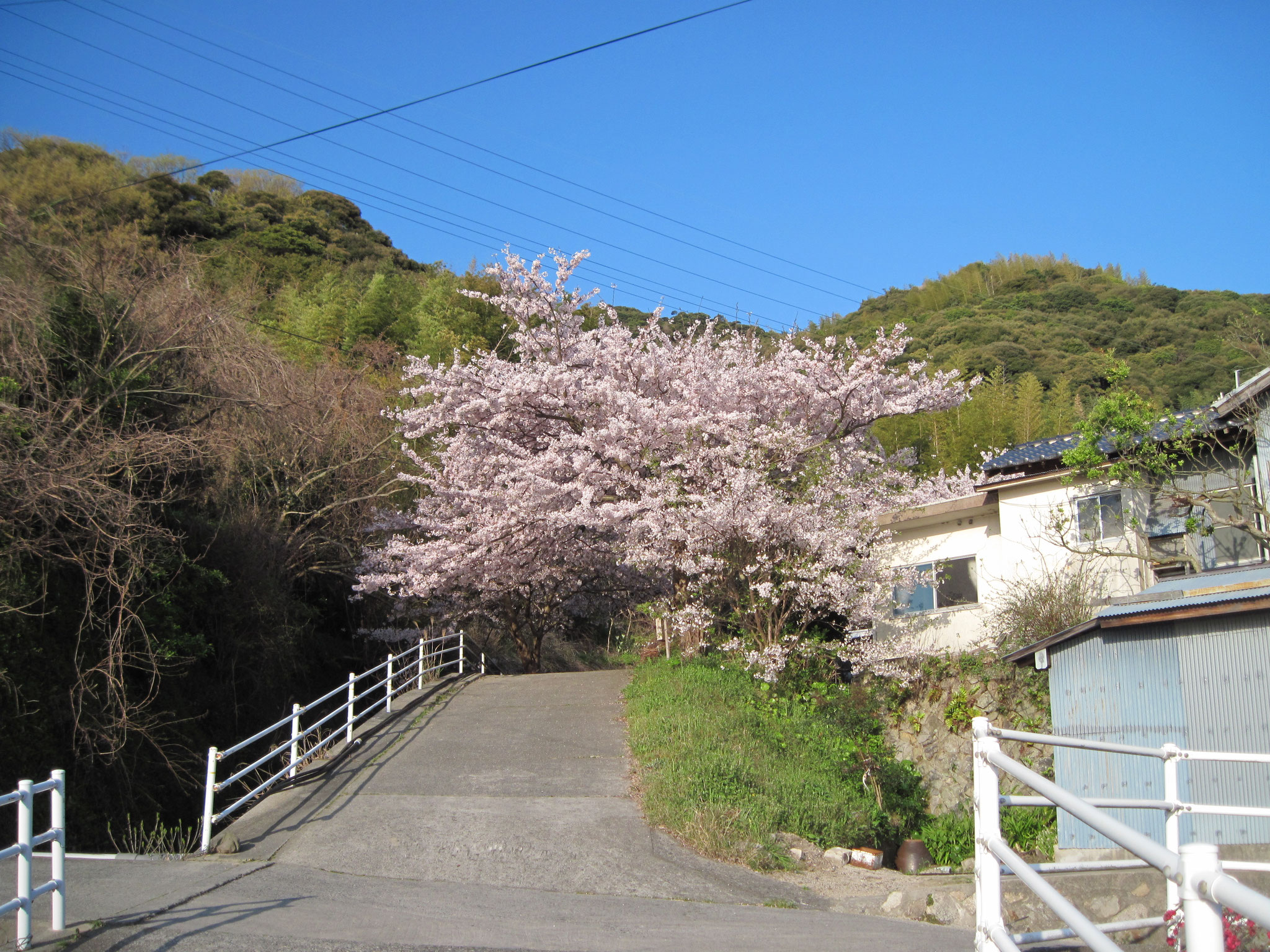 柱島（はしらじま）Hashirajima - 瀬戸内海の離島「柱島群島」