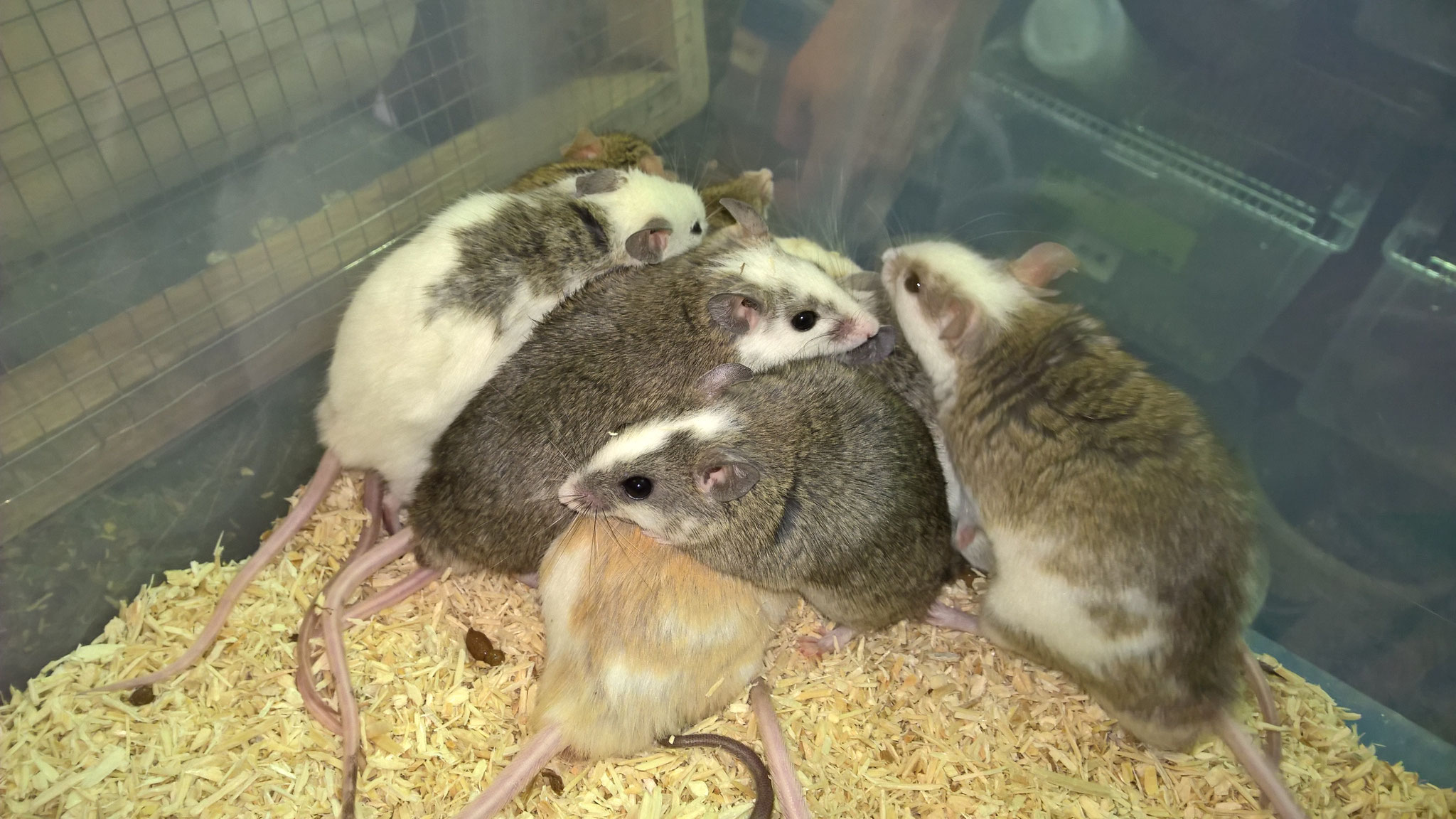 Willkommen bei den Lemmingen - maeuse-bandes Webseite!