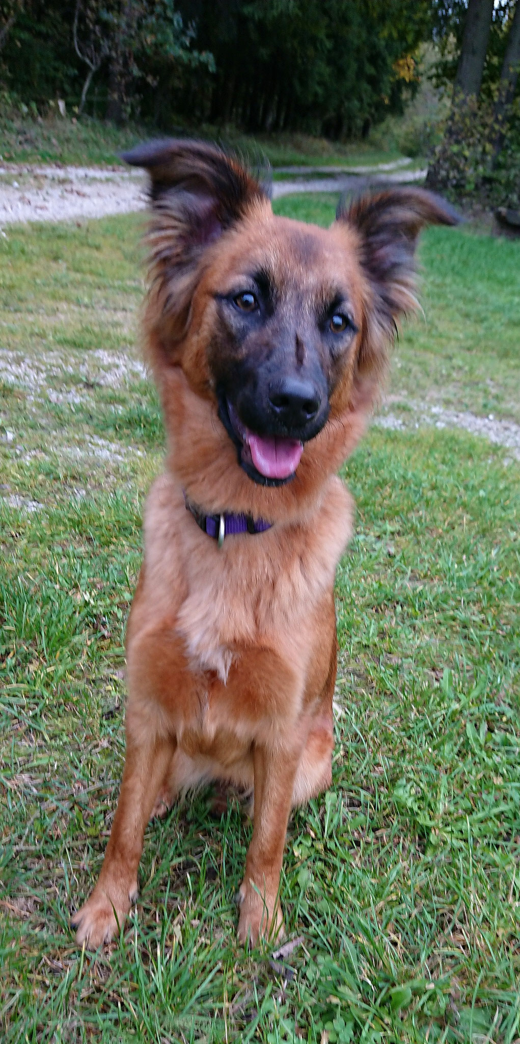 Harzer Fuchs Zucht - harzer-fuechse Webseite!